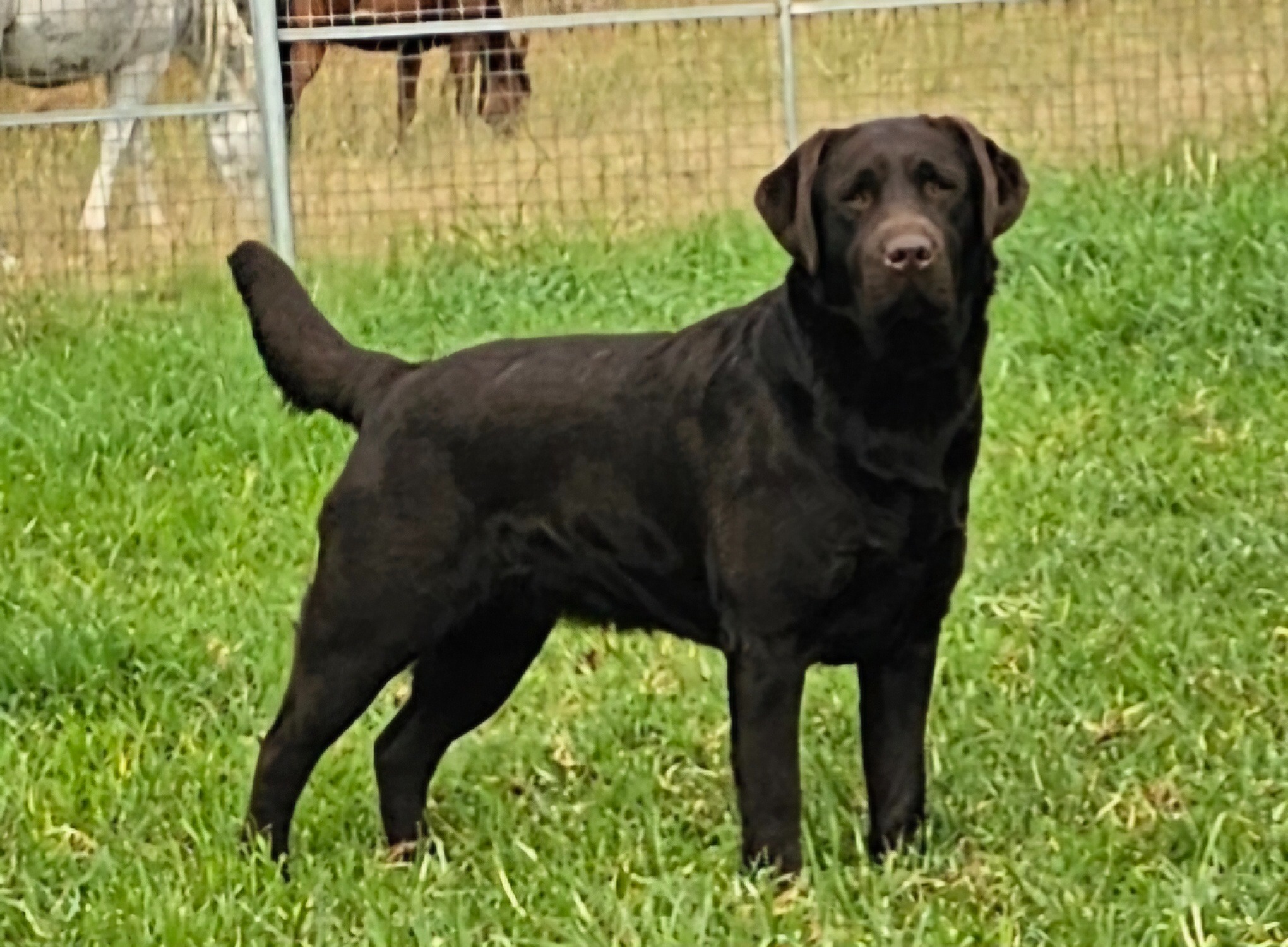 Aust Ch Joalbe Believe It Or Not Labrador Retriever - Owned by V A Dodge