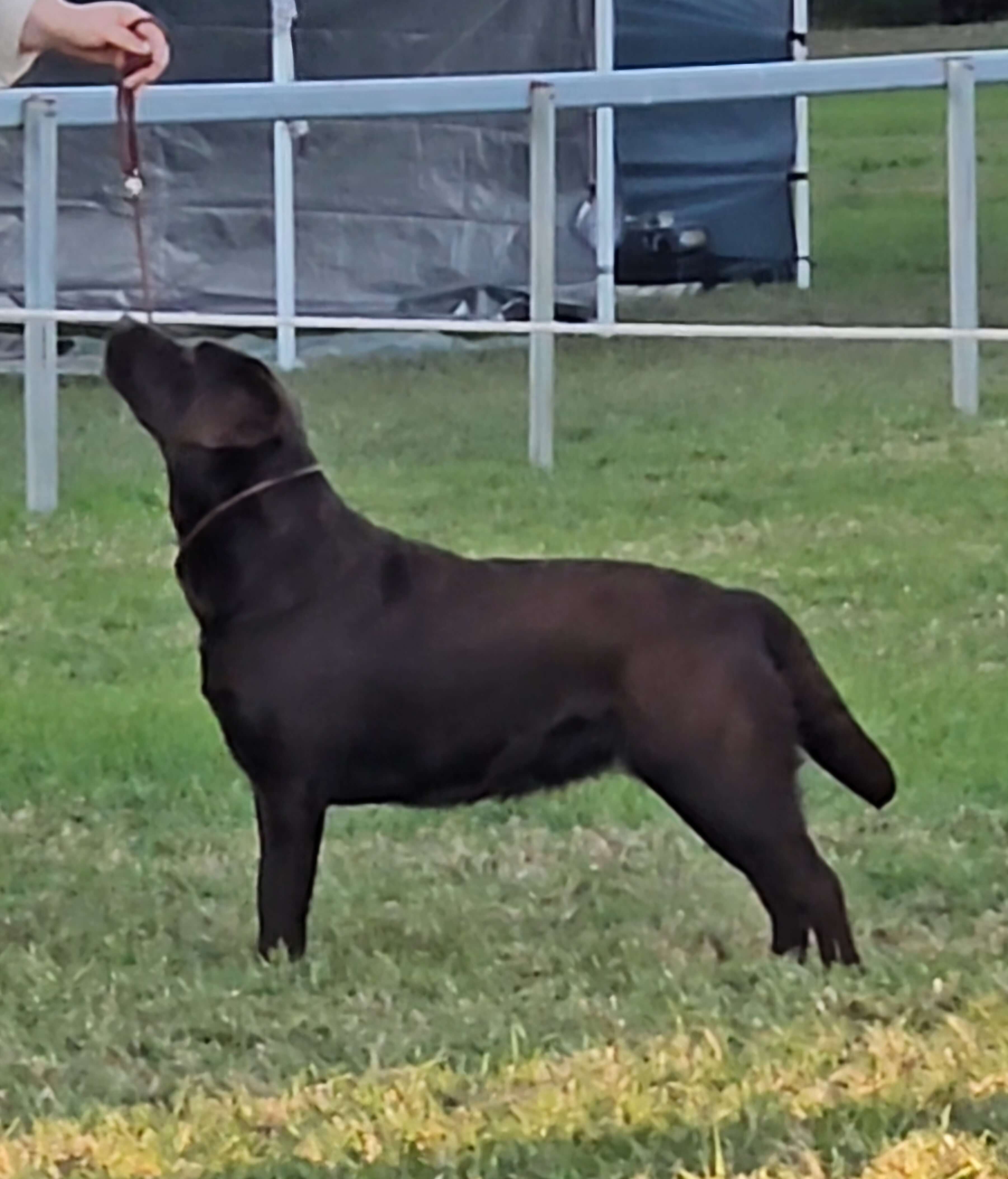 Aust Ch Joalbe Believe It Or Not Labrador Retriever - Owned by V A Dodge