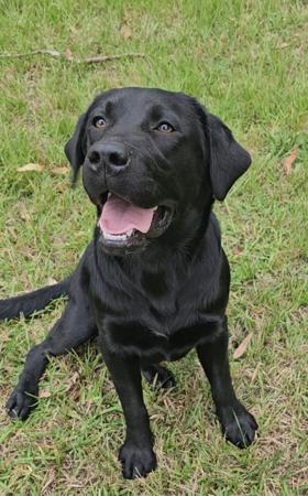 Labrador Retriever Old Dogs for Sale