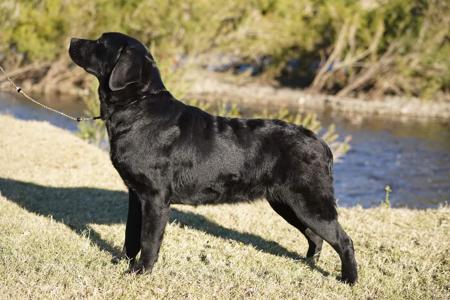 Edensundown Night Fever Labrador Retriever - Owned by V A Dodge