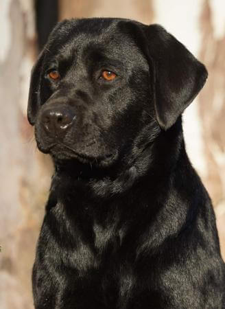Edensundown Night Fever Labrador Retriever - Owned by V A Dodge