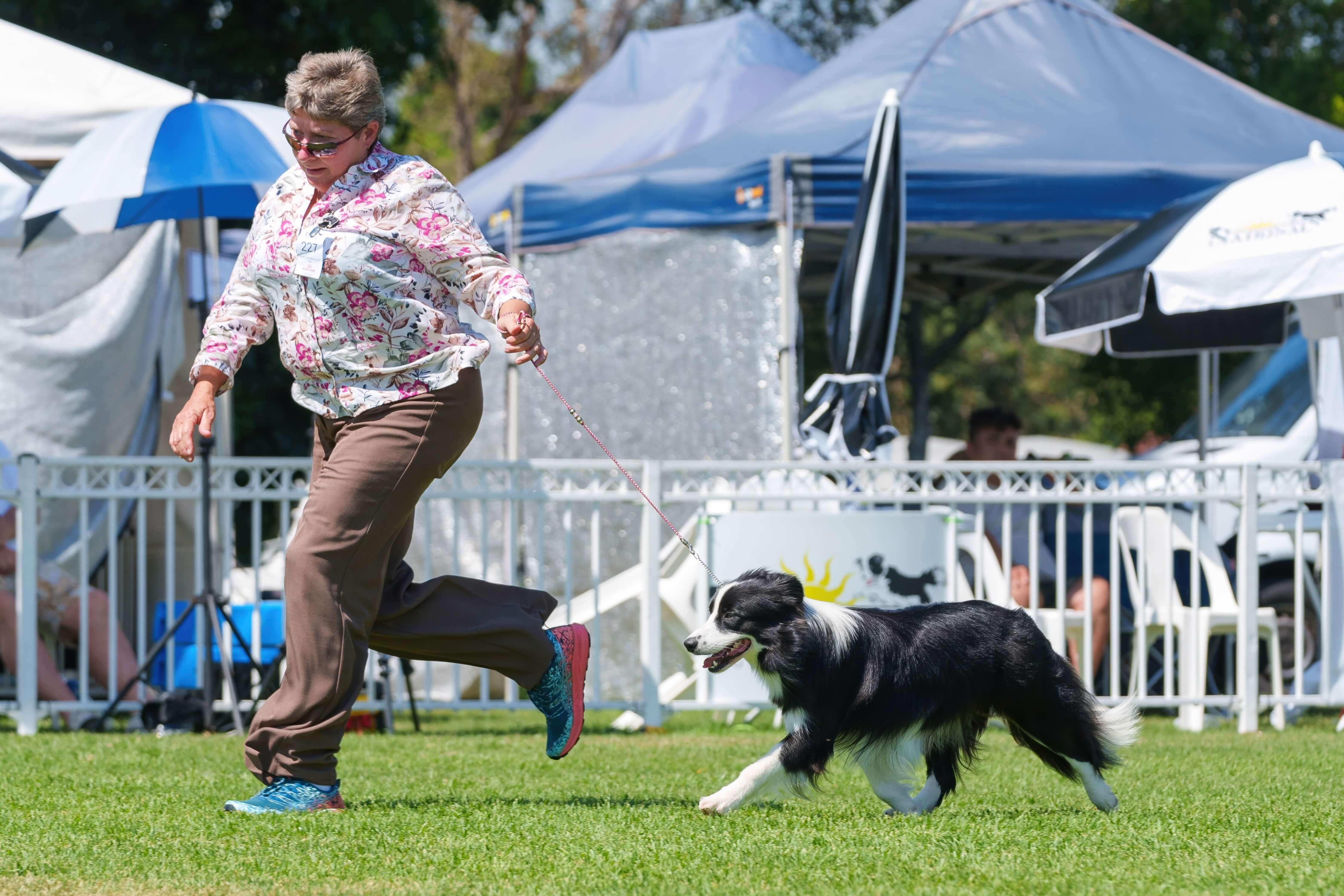 Woofame Go With The Flow Border Collie - Owned by Wendy Lucht