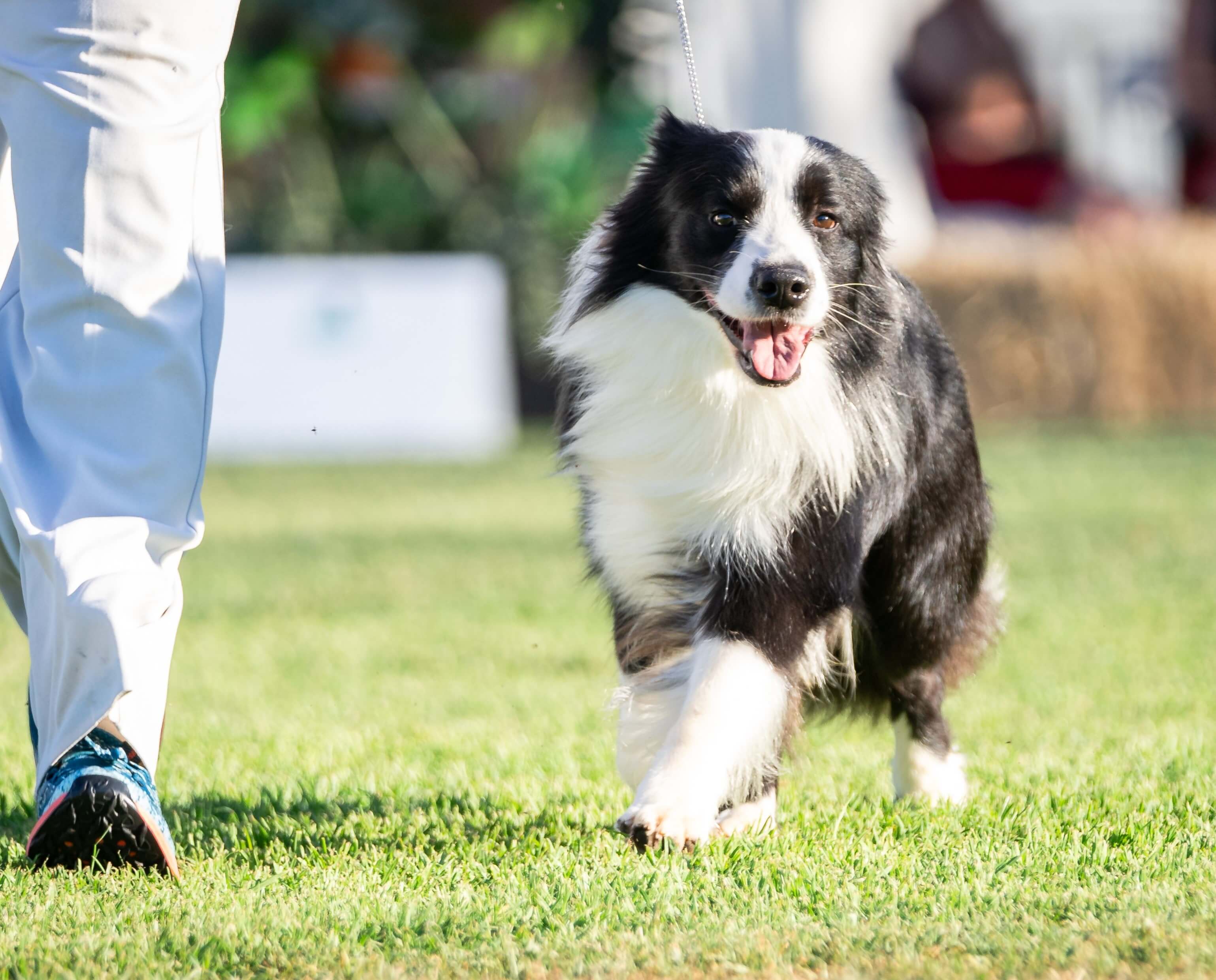 Aust Ch Cannyben Fully Loaded Border Collie - Owned by Wendy Lucht