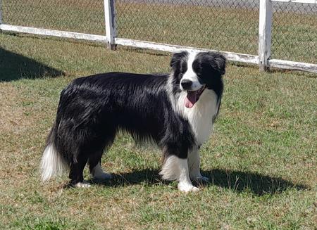 Aust Ch Cannyben Fully Loaded Border Collie - Owned by Wendy Lucht