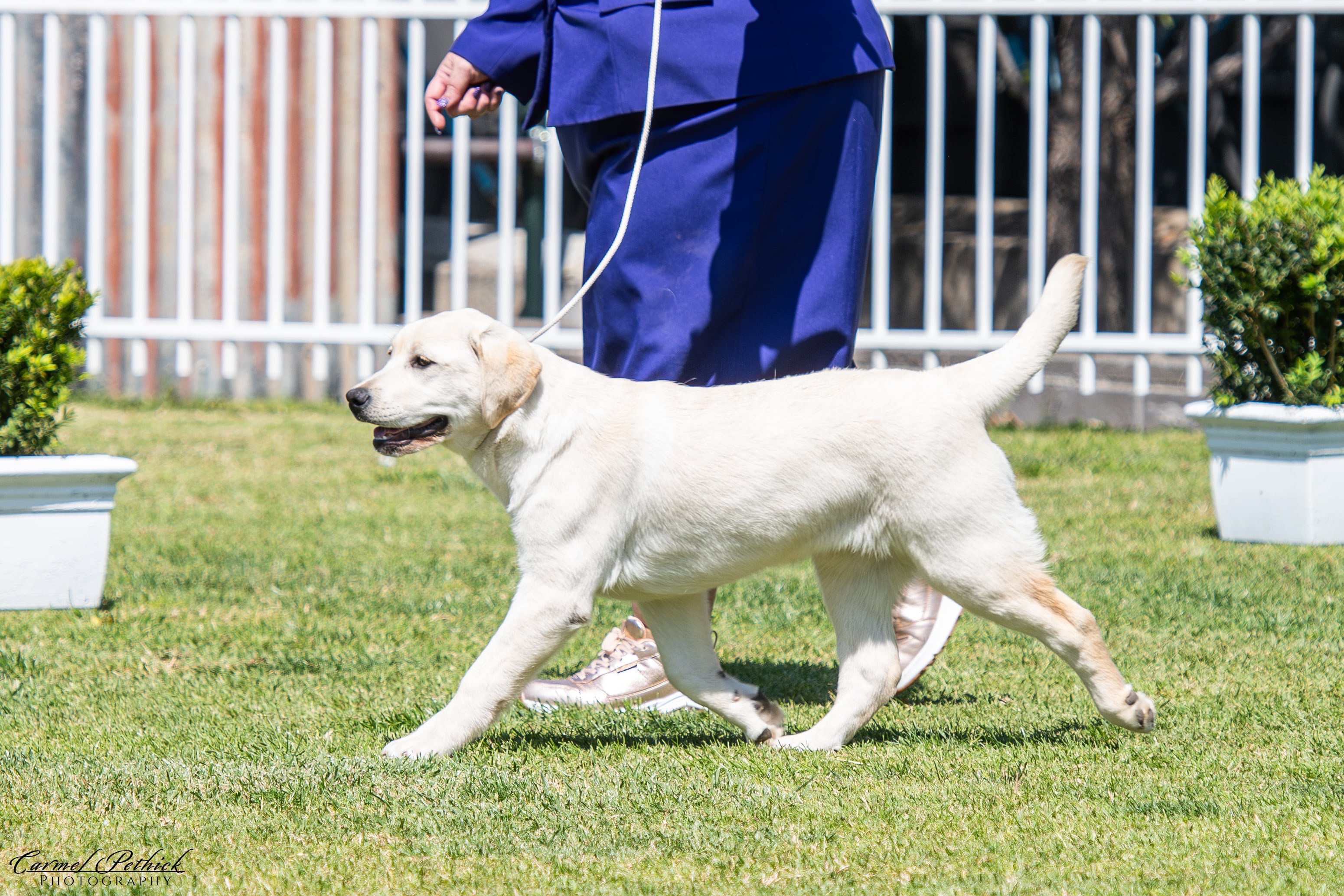 Bellbidgee Beyond The Limit (AI) Labrador Retriever - Owned by Miss M ...