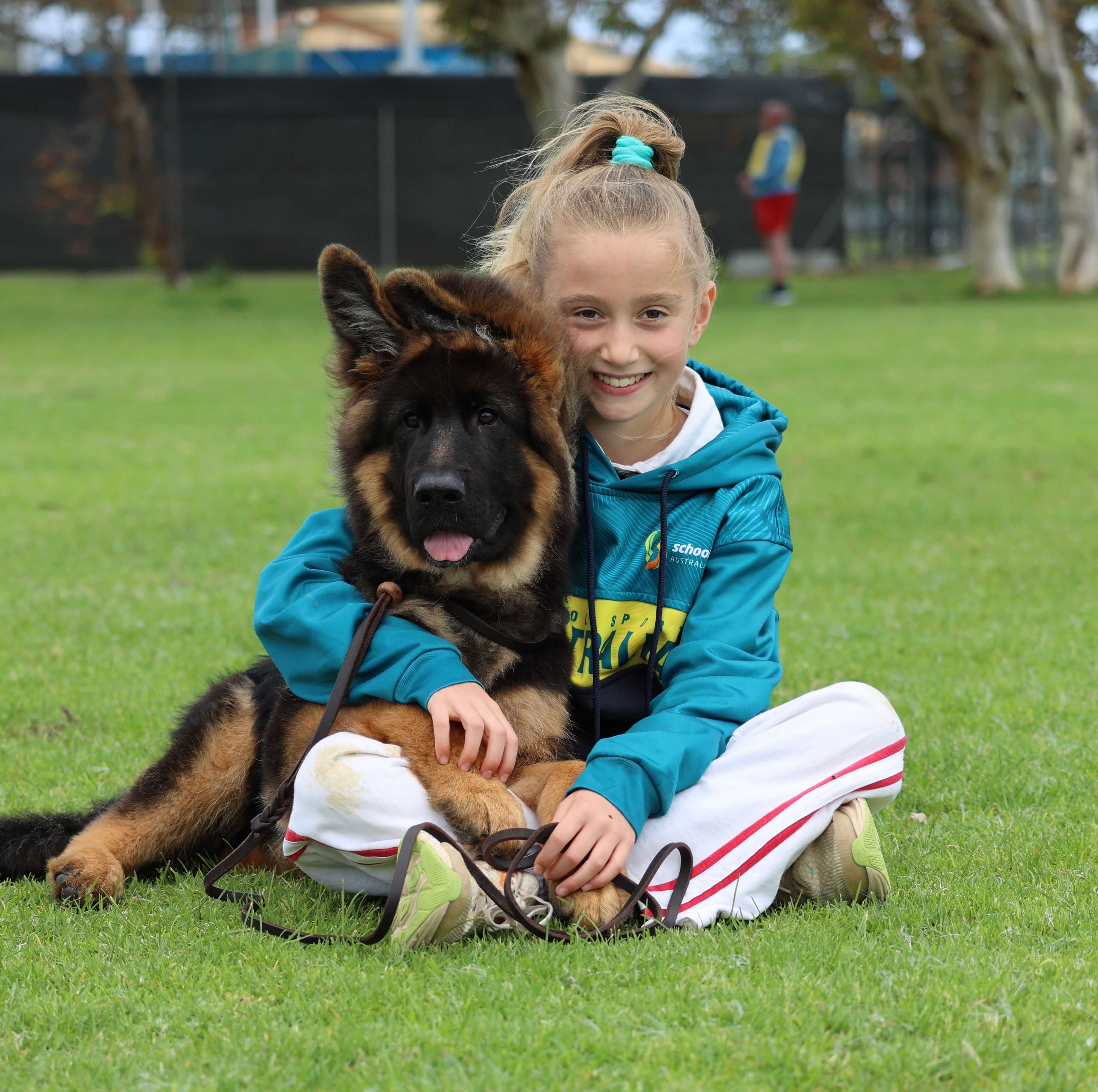 Eroica Bob German Shepherd Dog (Long Stock Coat) - Owned by Kim Leonard