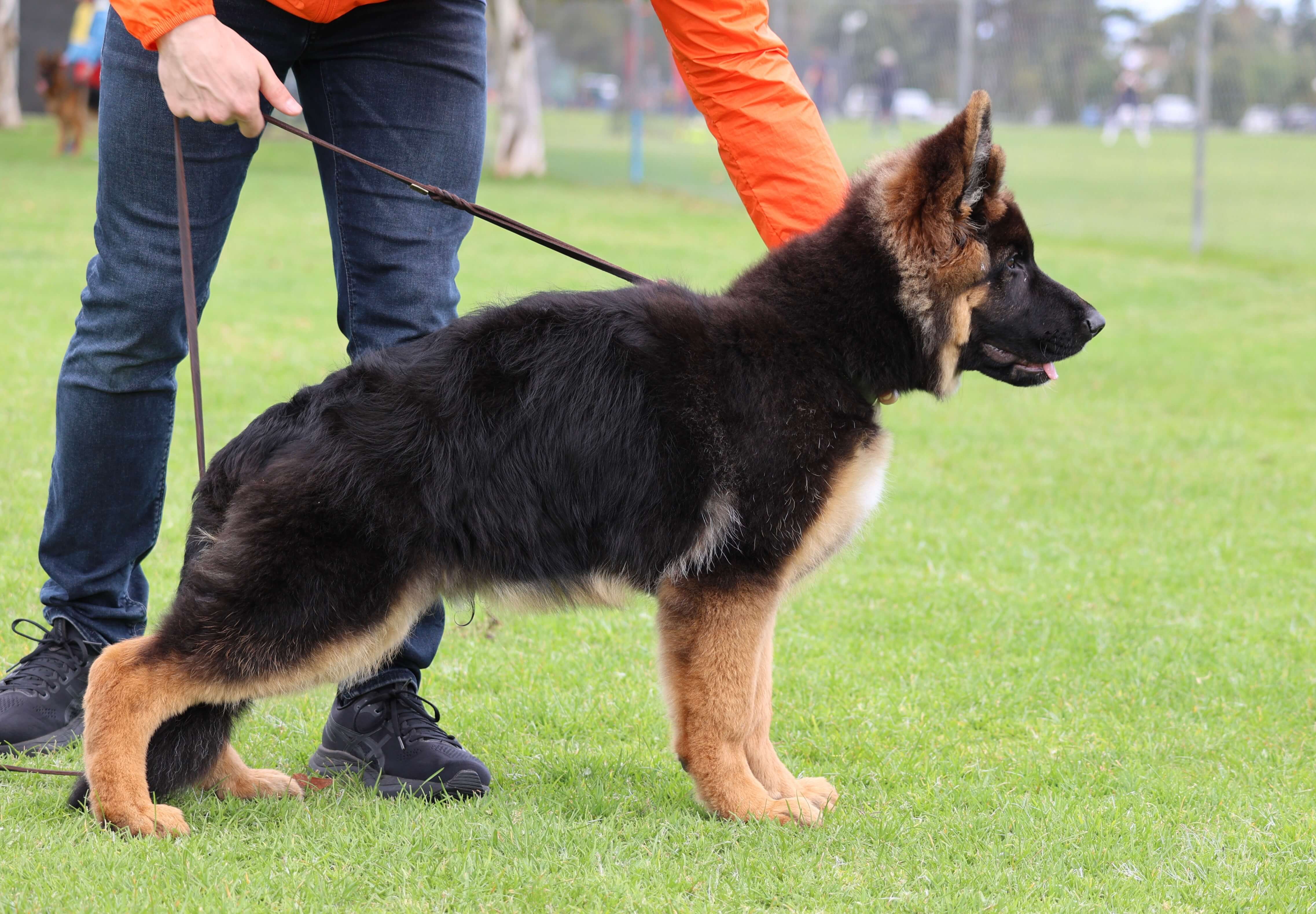 Eroica Bob German Shepherd Dog (Long Stock Coat) - Owned by Kim Leonard
