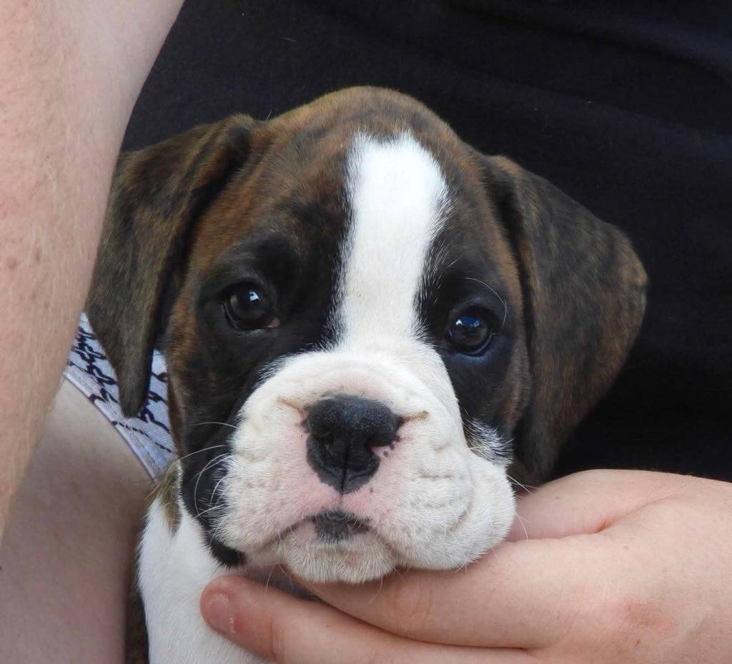 Boyer Lights Camera Action Boxer - Owned by John & Maree Mahoney ...