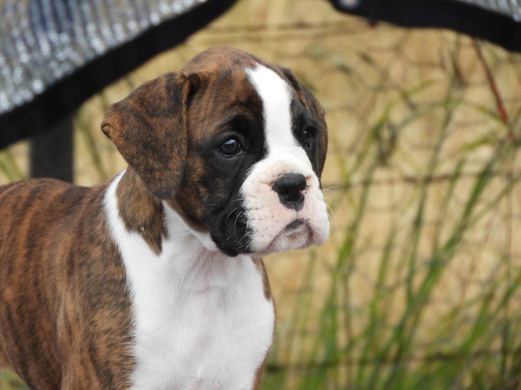 Boyer Lights Camera Action Boxer - Owned by John & Maree Mahoney ...