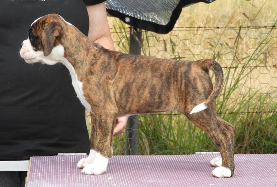 Boyer Lights Camera Action Boxer - Owned by John & Maree Mahoney ...