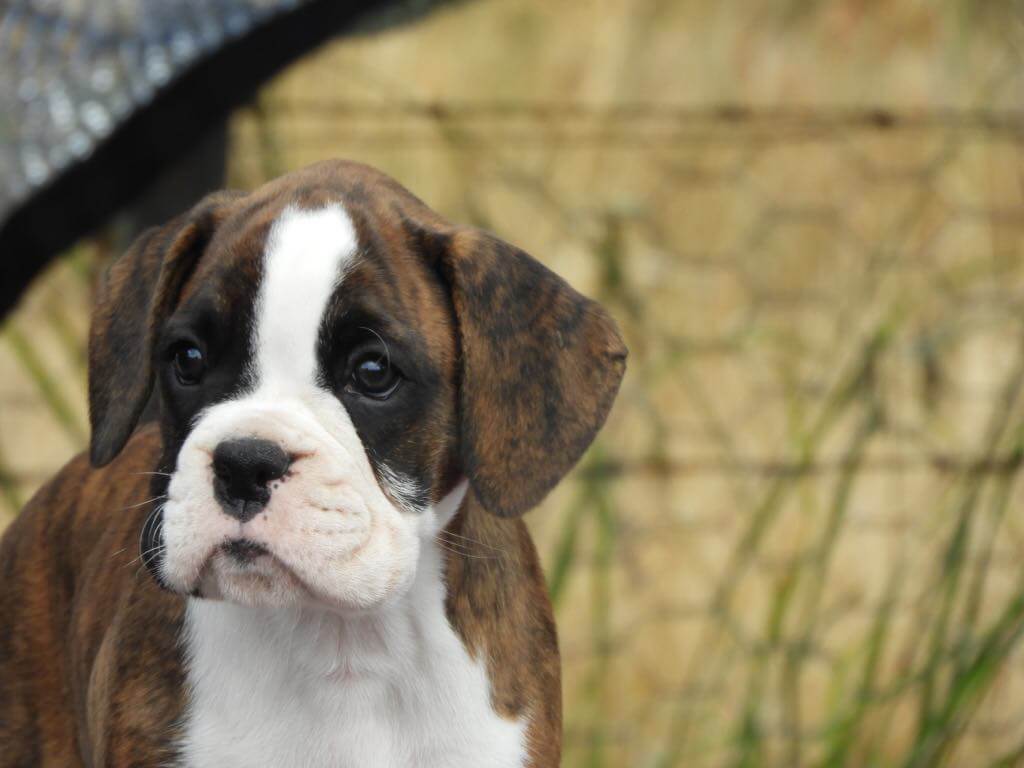Boyer Lights Camera Action Boxer - Owned by John & Maree Mahoney ...