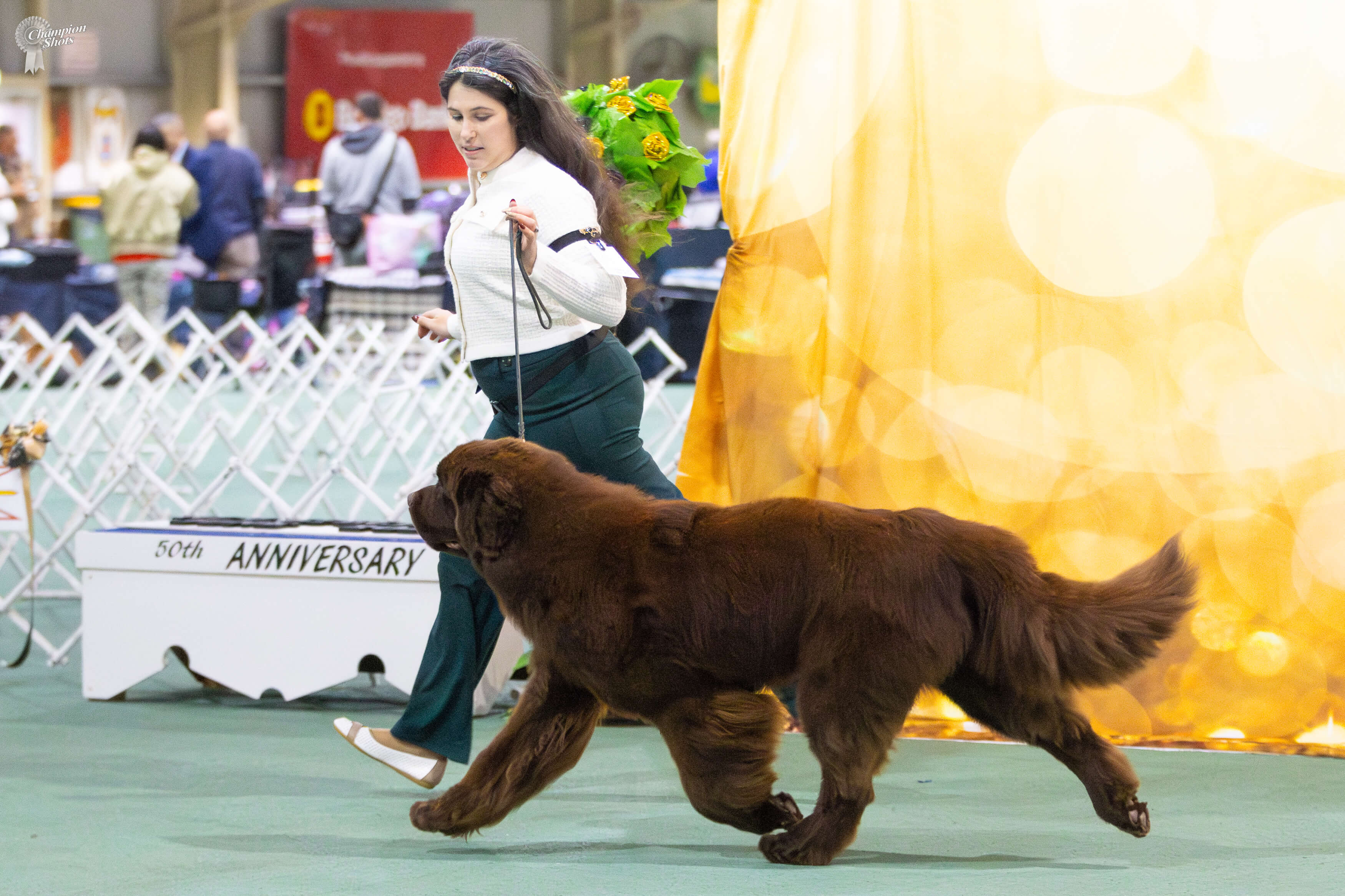 Aust. Ch. Clazzic Marvellous Creation Newfoundland - Owned by Mr C and Mrs E Stewart and Ms S Holmes
