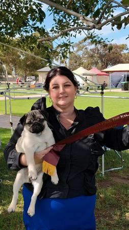 Triseter Carlino Blueberry Pug - Owned by Triseter kennels