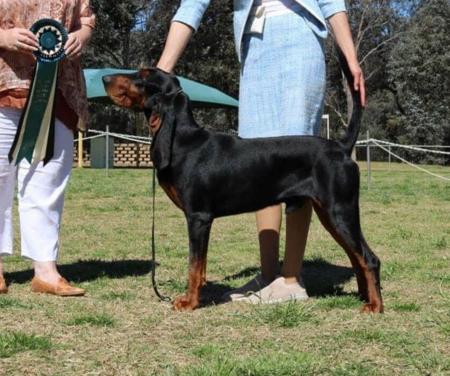 Black and Tan Coonhound Breeders in Australia
