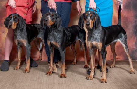 SCENTMASTER | Registered Dog Breeder in VIC