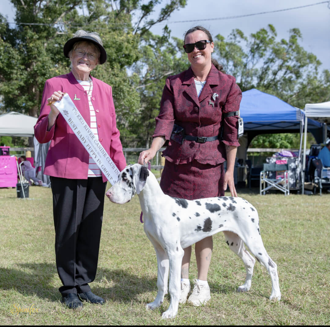 Piritana Kingdom Of Flames (ai) Great Dane - Owned by Emily Macann
