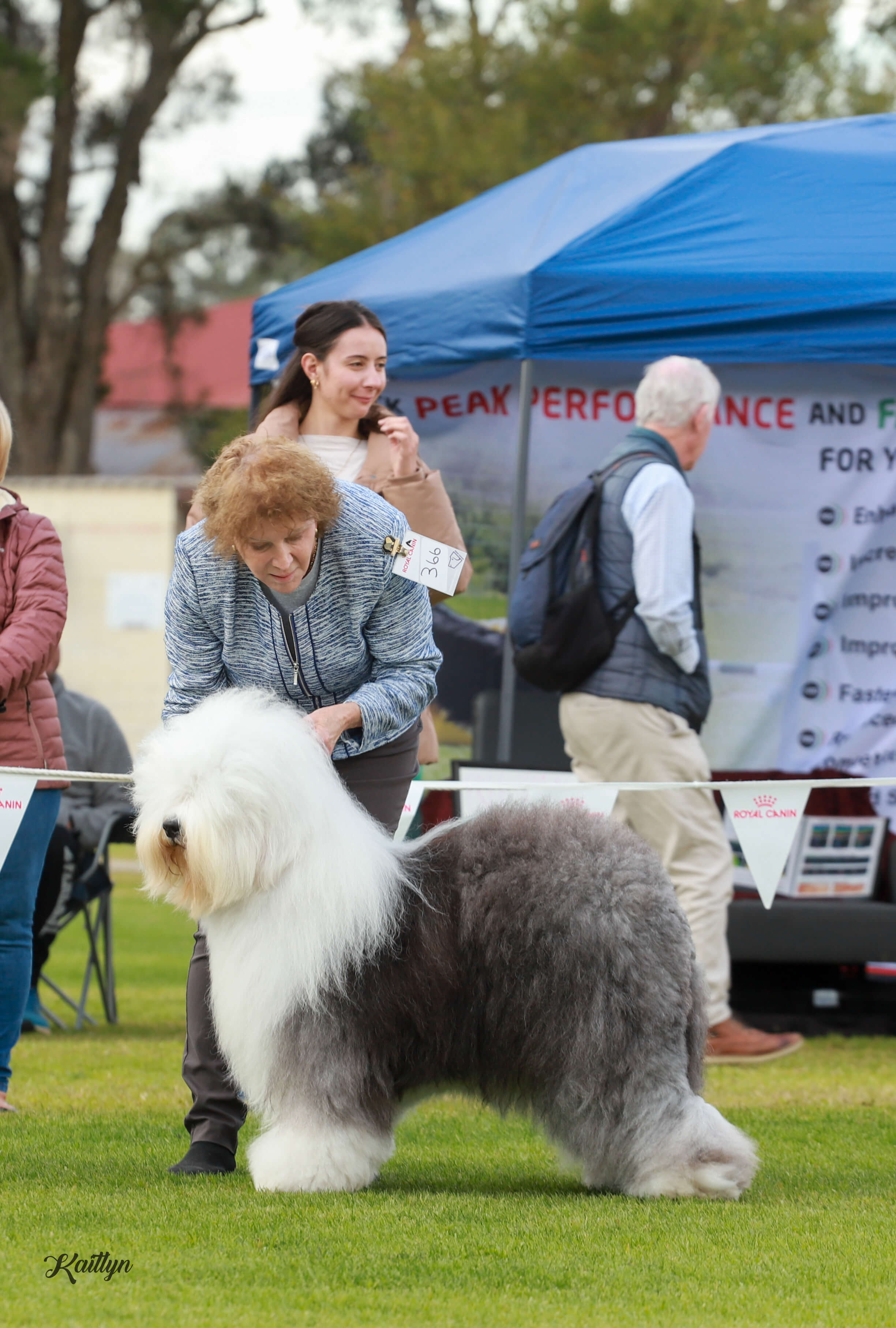Aust Ch Starpacer Vesper Lynd Old English Sheepdog - Owned by Lorraine ...