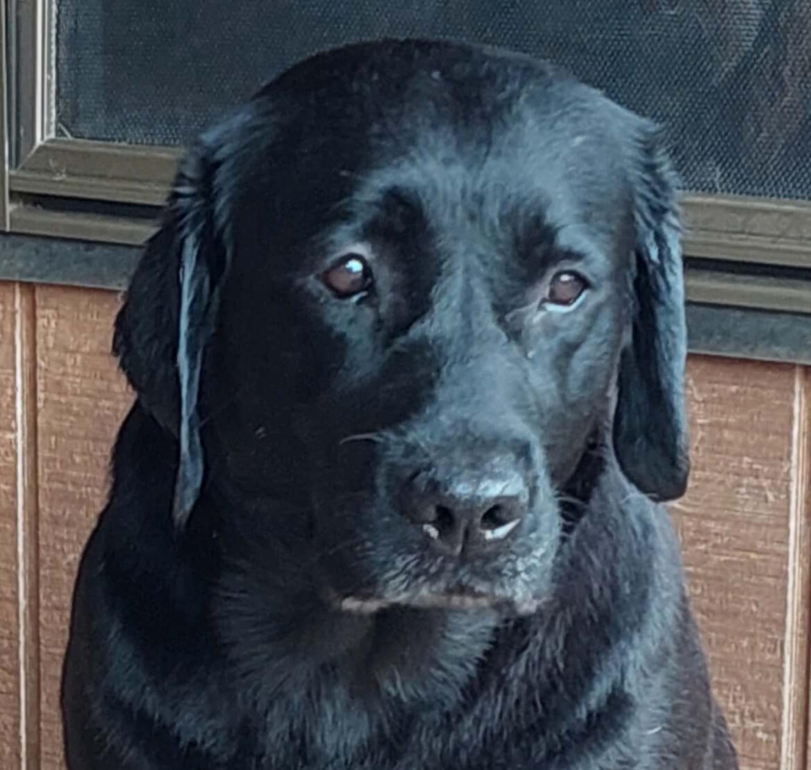 Silverstream Midnight Special Labrador Retriever - Owned by Barduff Labradors
