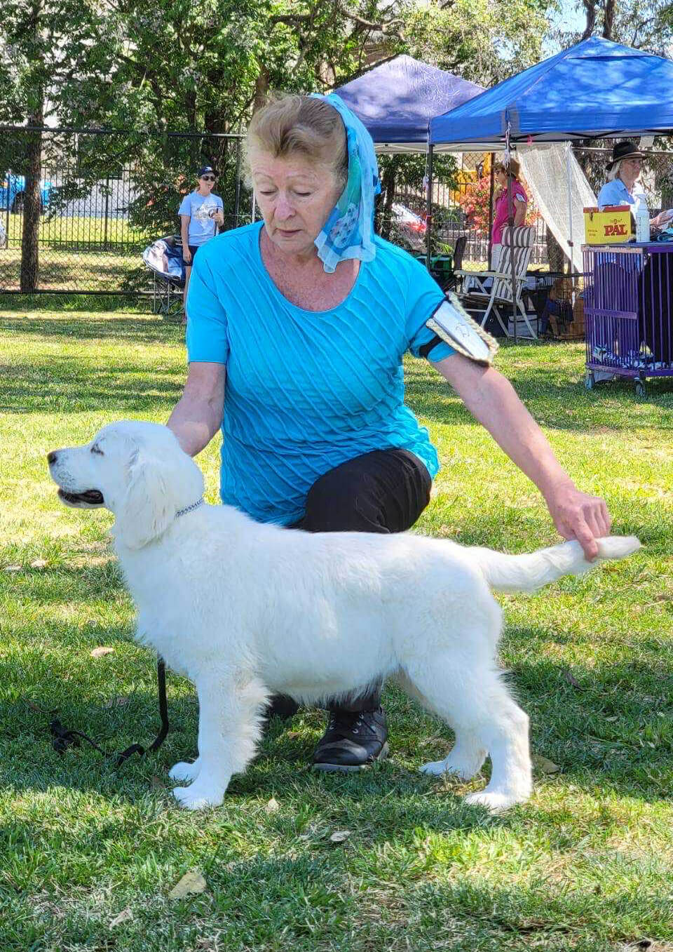 Japorik Cinderella Story At BlueBreeze (AI) Golden Retriever - Owned by Debra Stubbings