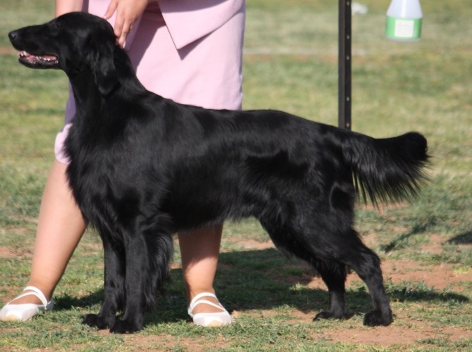 Champion Beauty Nights Diamond Dog (imp swd) (Frozen Semen)