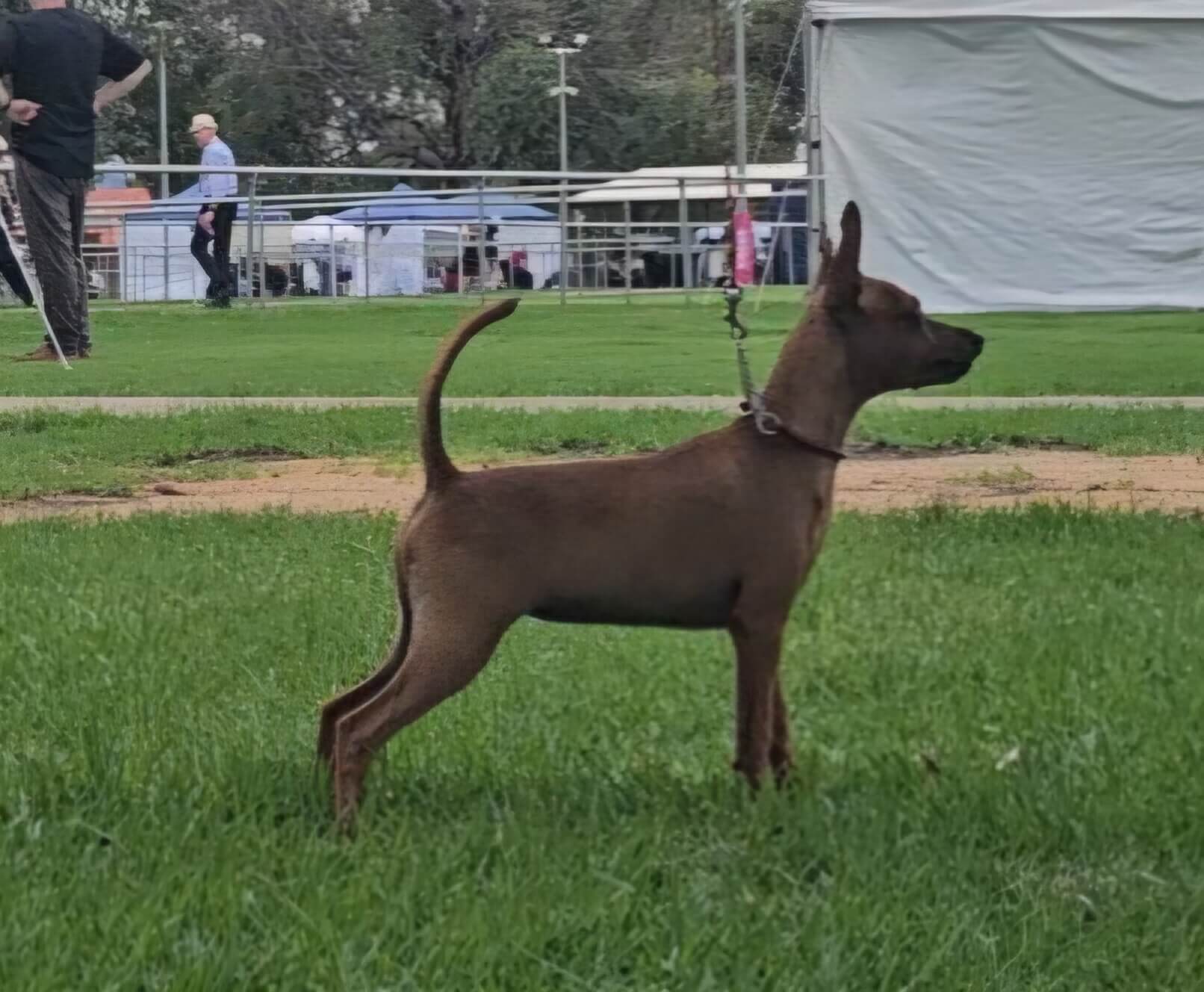 Shatay Hey There Delilah Miniature Pinscher - Owned by T. Howie
