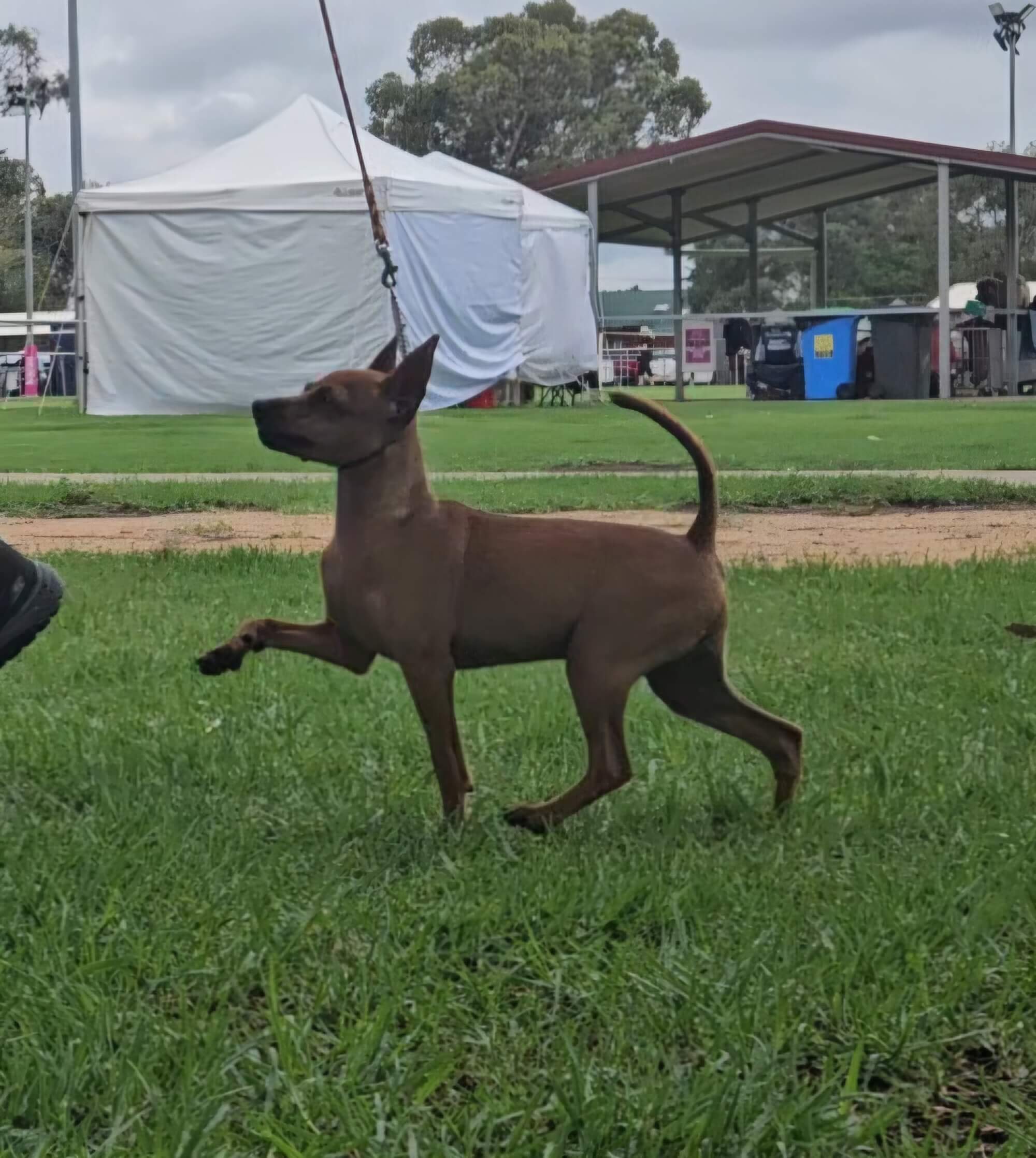 Shatay Hey There Delilah Miniature Pinscher - Owned by T. Howie