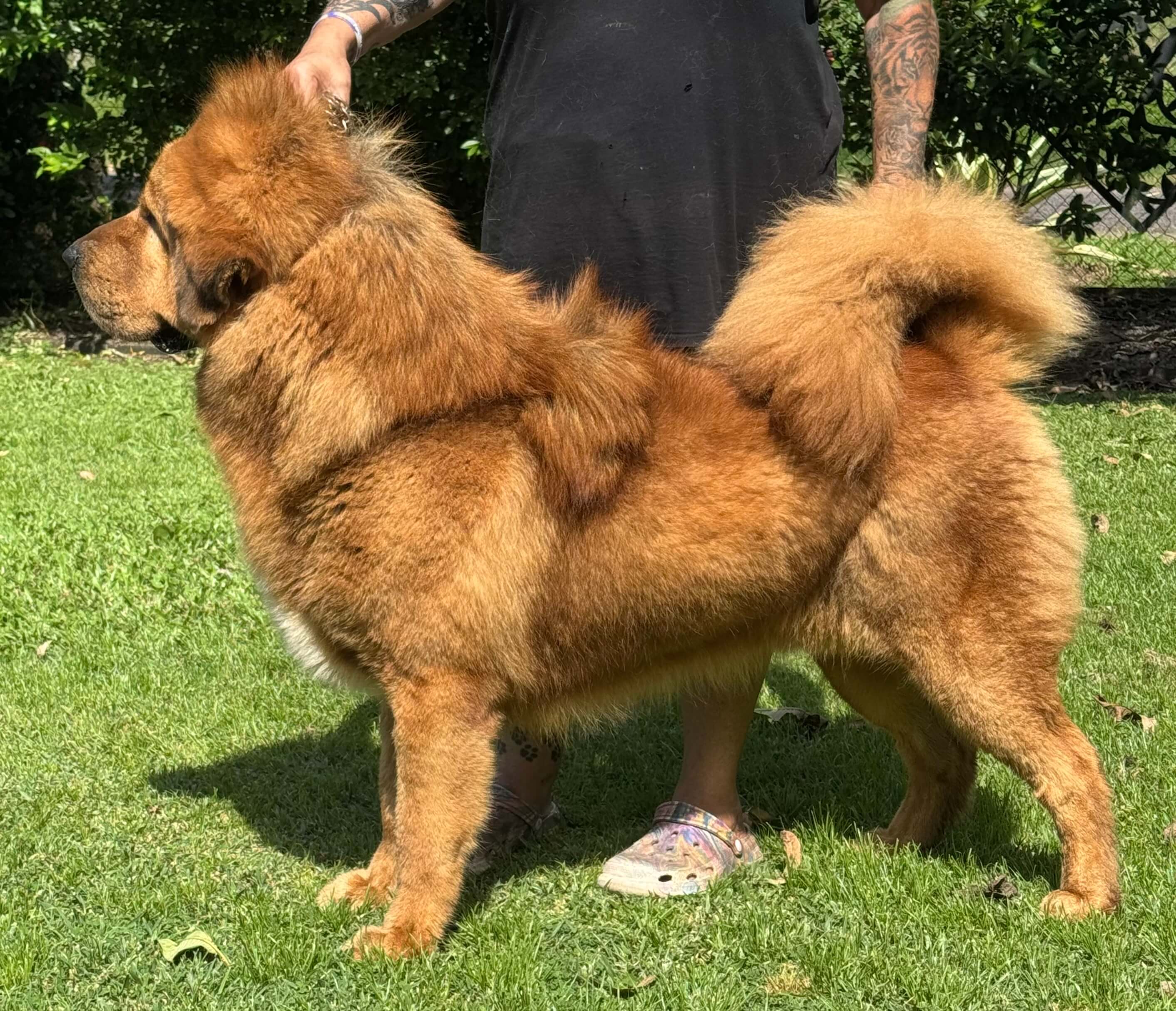 Australian Champion Jangbu Vector The Golden Bear Tibetan Mastiff ...