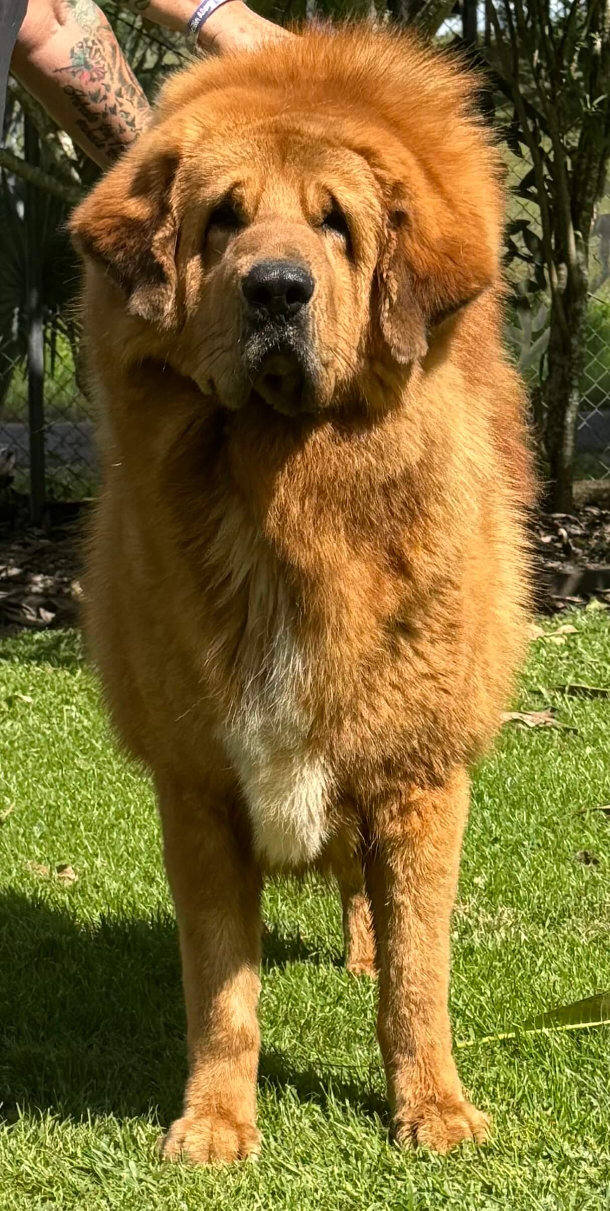 Australian Champion Jangbu Vector The Golden Bear Tibetan Mastiff ...