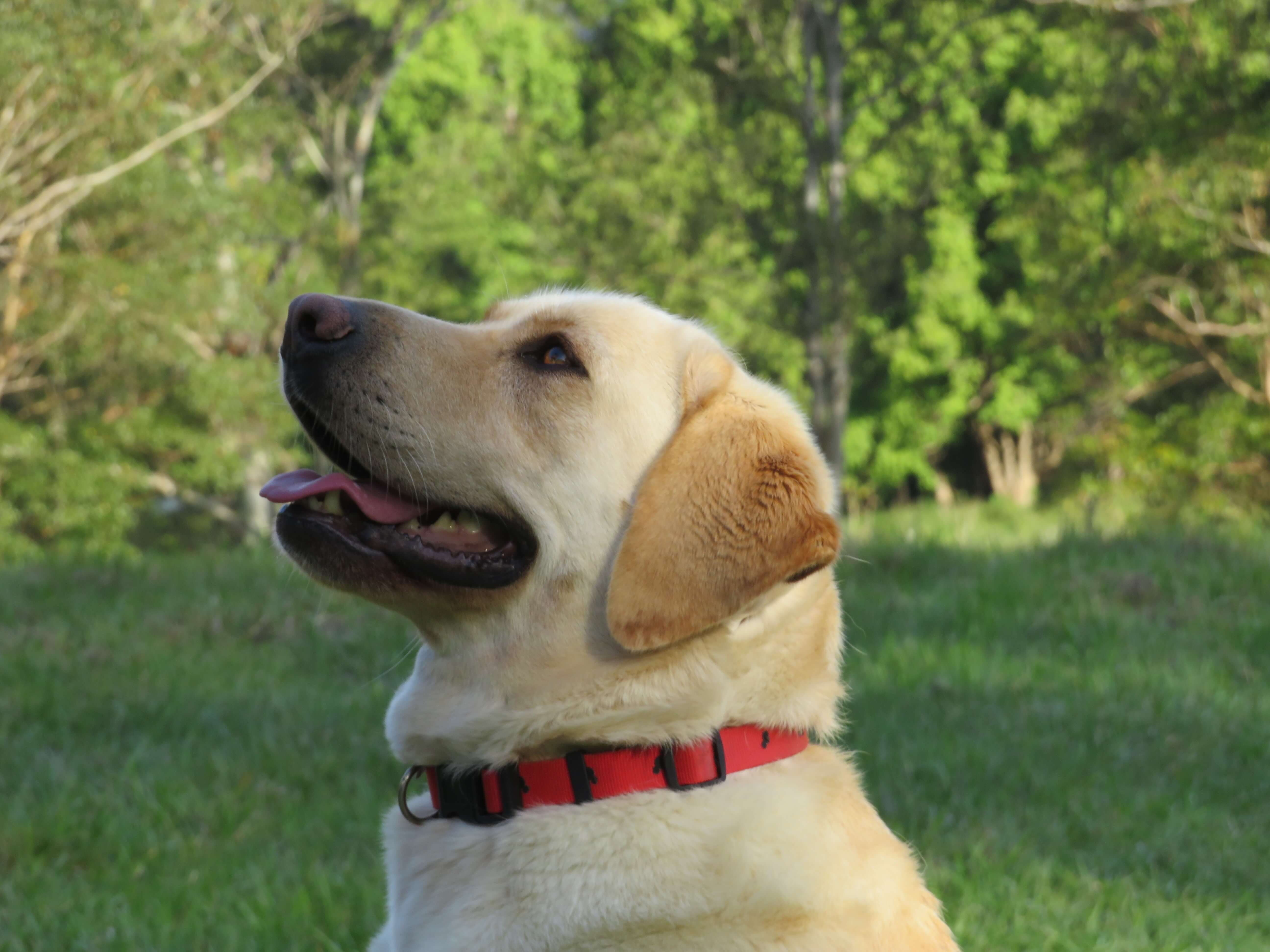 Labridge Precious Jewel (AI) Labrador Retriever - Owned by Penny Campbell