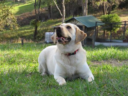 Labrador Retriever Puppies for Sale, QLD