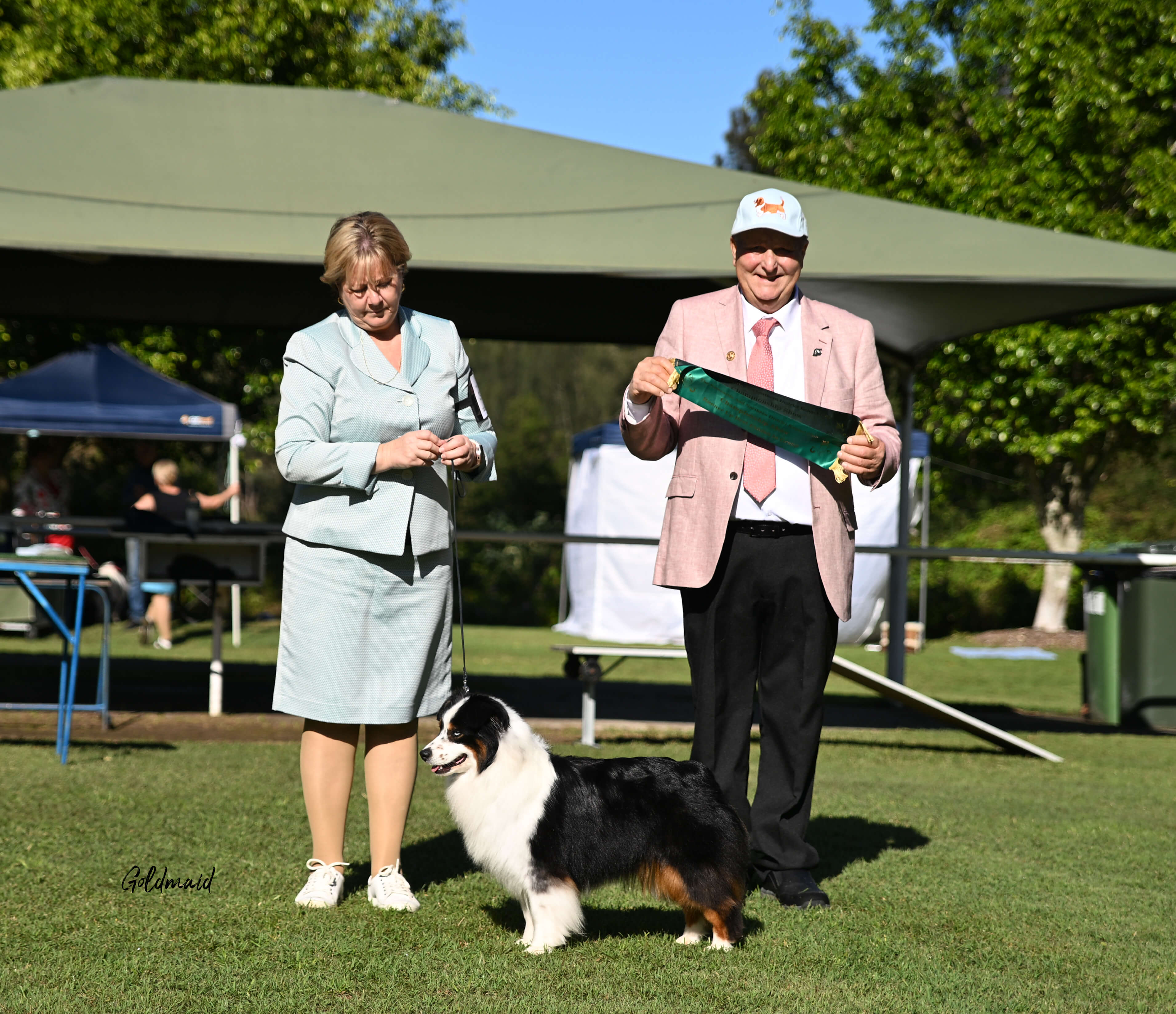 AM & AUST CH Kidds Bad At Love Miniature American Shepherd - Owned by ...