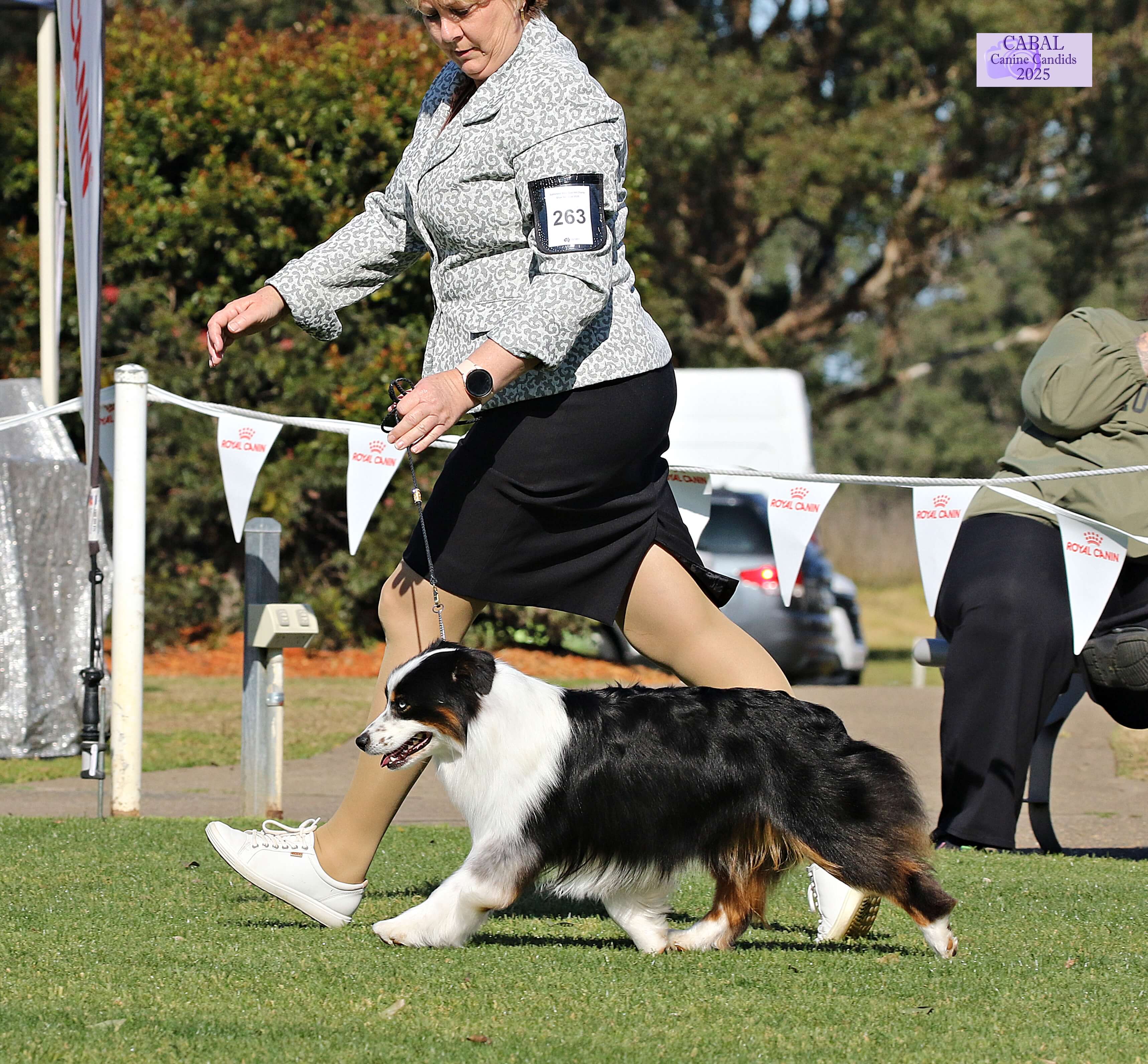 AM & AUST CH Kidds Bad At Love Miniature American Shepherd - Owned by ...