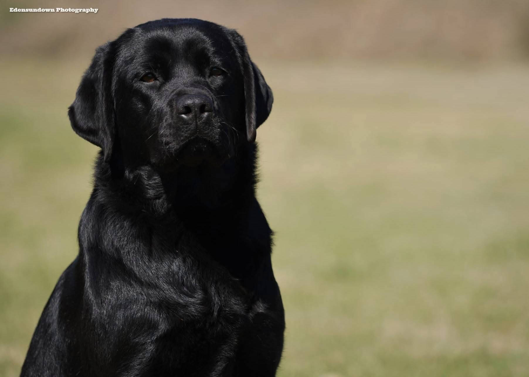 Edensundown Whistle in the Wind Labrador Retriever - Owned by Lynn Hunter
