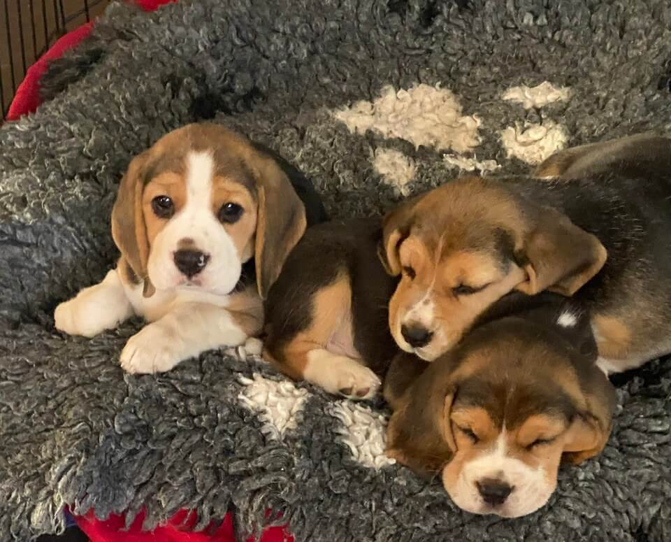 Houndbrook Dora the Explorer Beagle - Owned by D & D flew