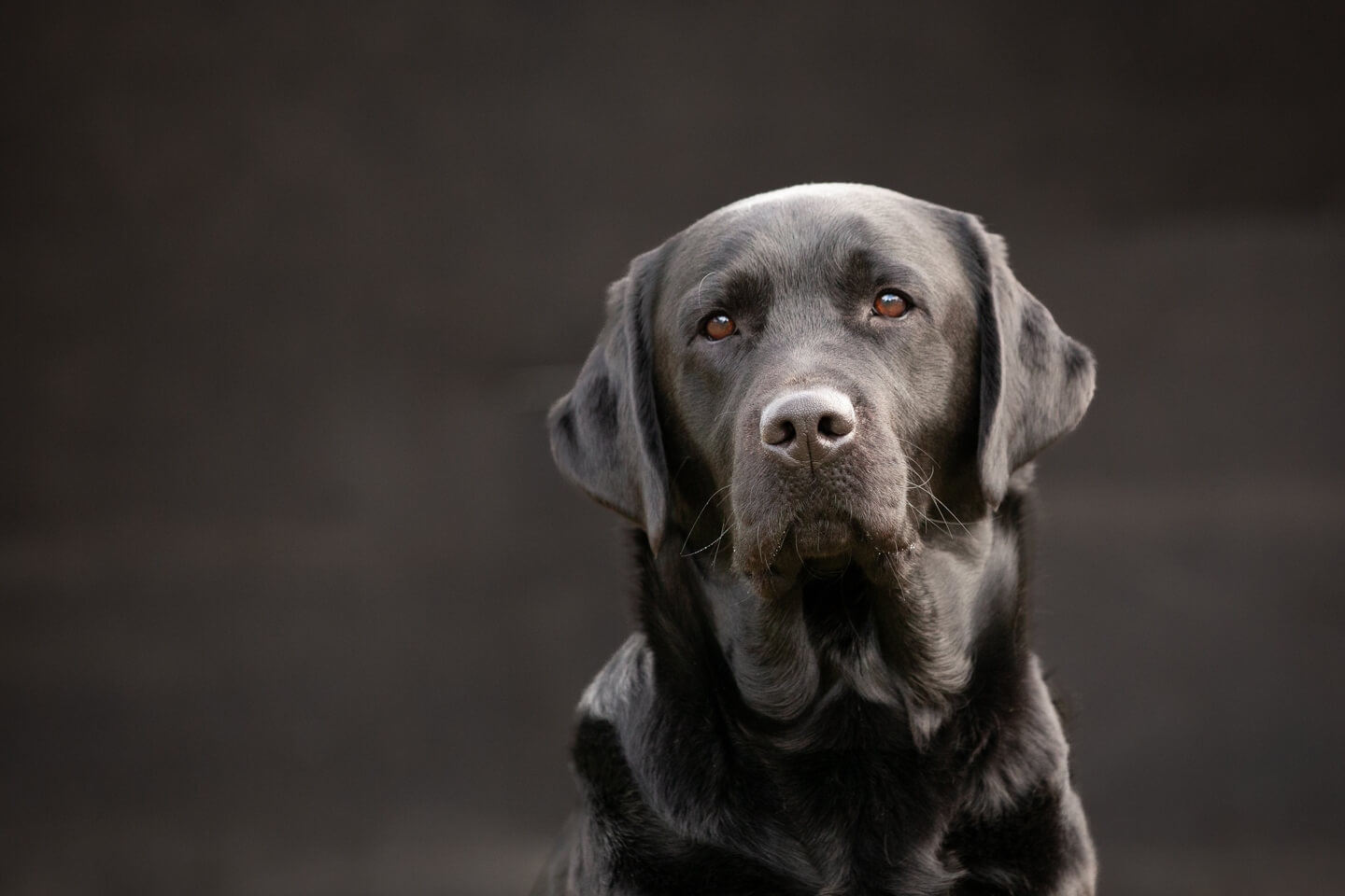Tracklea River on Ace Labrador Retriever - Owned by Tracey Hogan