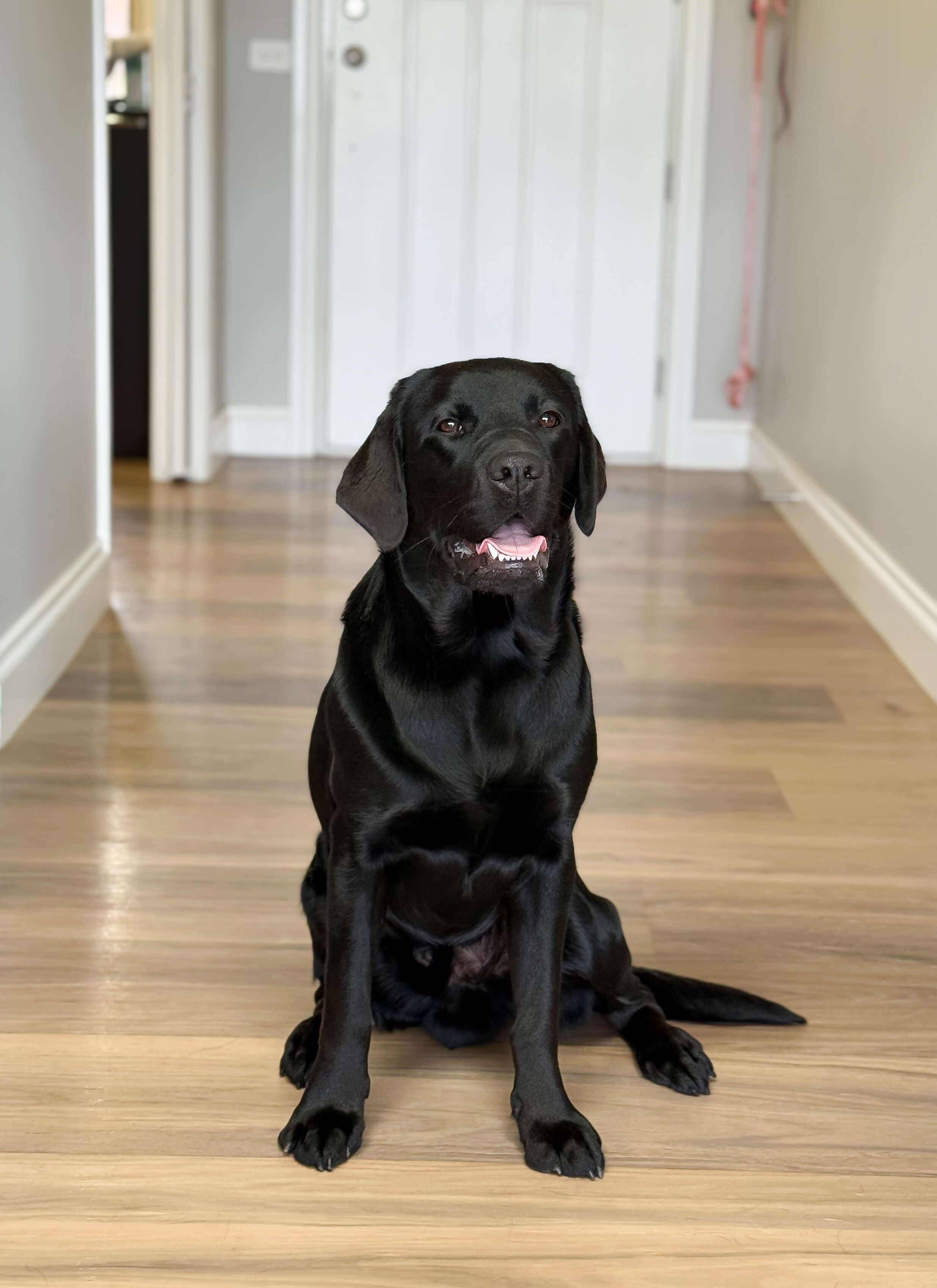 Tracklea Blue Moon Labrador Retriever - Owned by Tracey-Lea Hogan