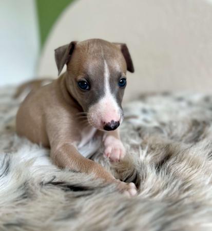 Whippet Puppies for Sale