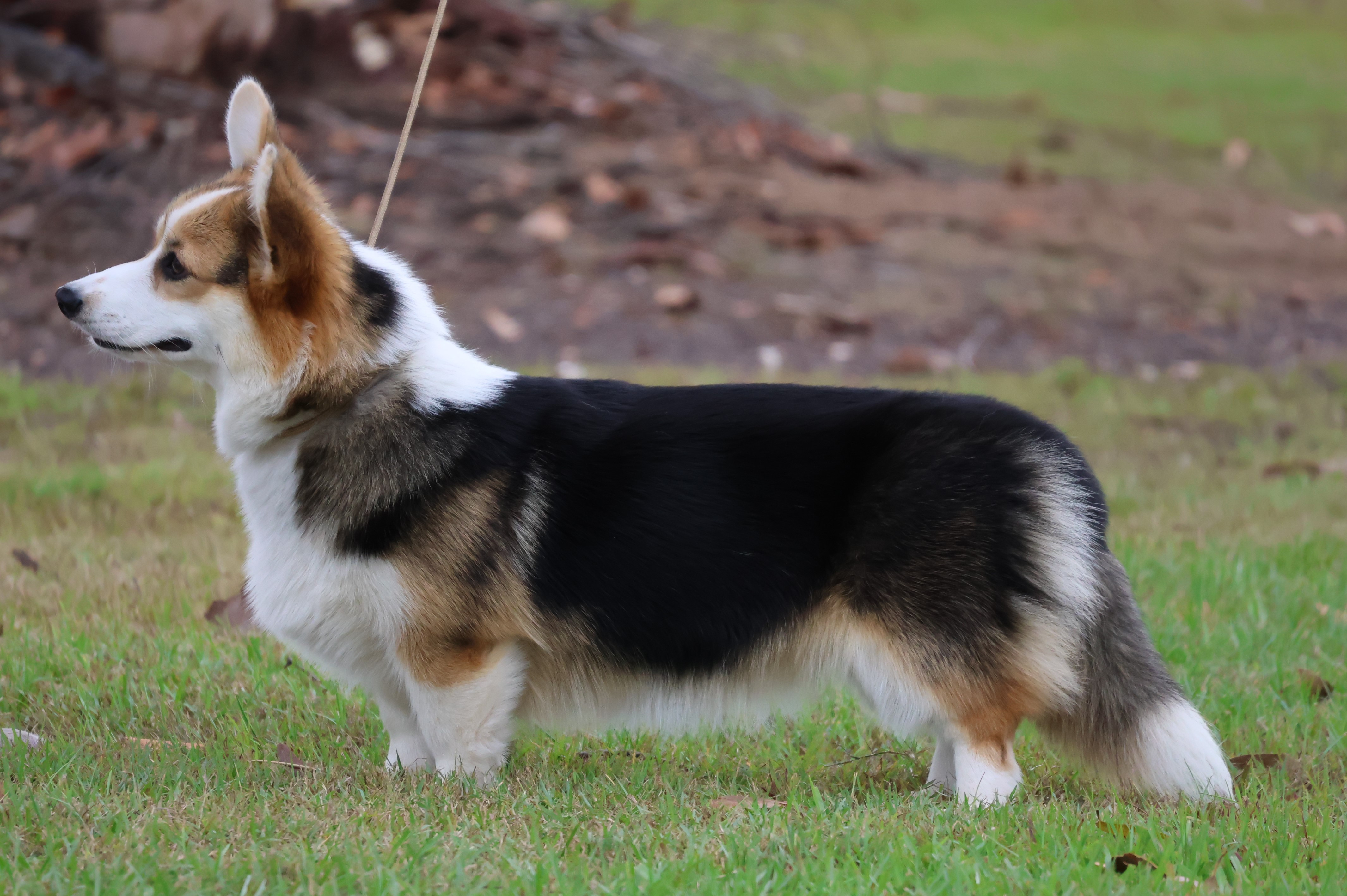 Ch. Bunyaview Warrior Princess Welsh Corgi (Pembroke) - Owned by Judith ...