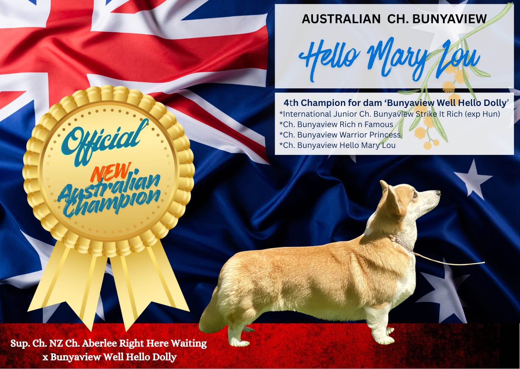 Ch. Bunyaview Hello Mary Lou Welsh Corgi (Pembroke) - Owned by Judith ...
