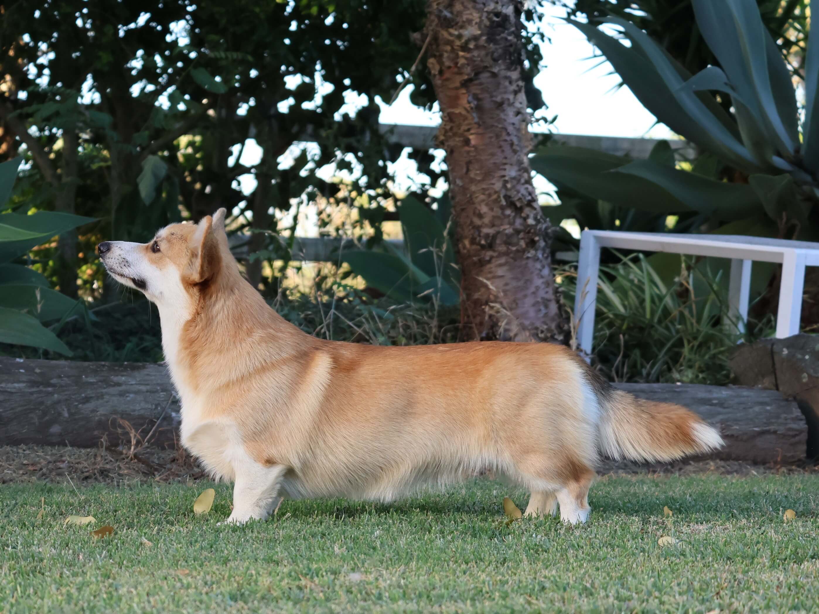 Bunyaview Hello Kitty Welsh Corgi (Pembroke) - Owned by Judith SANDERS
