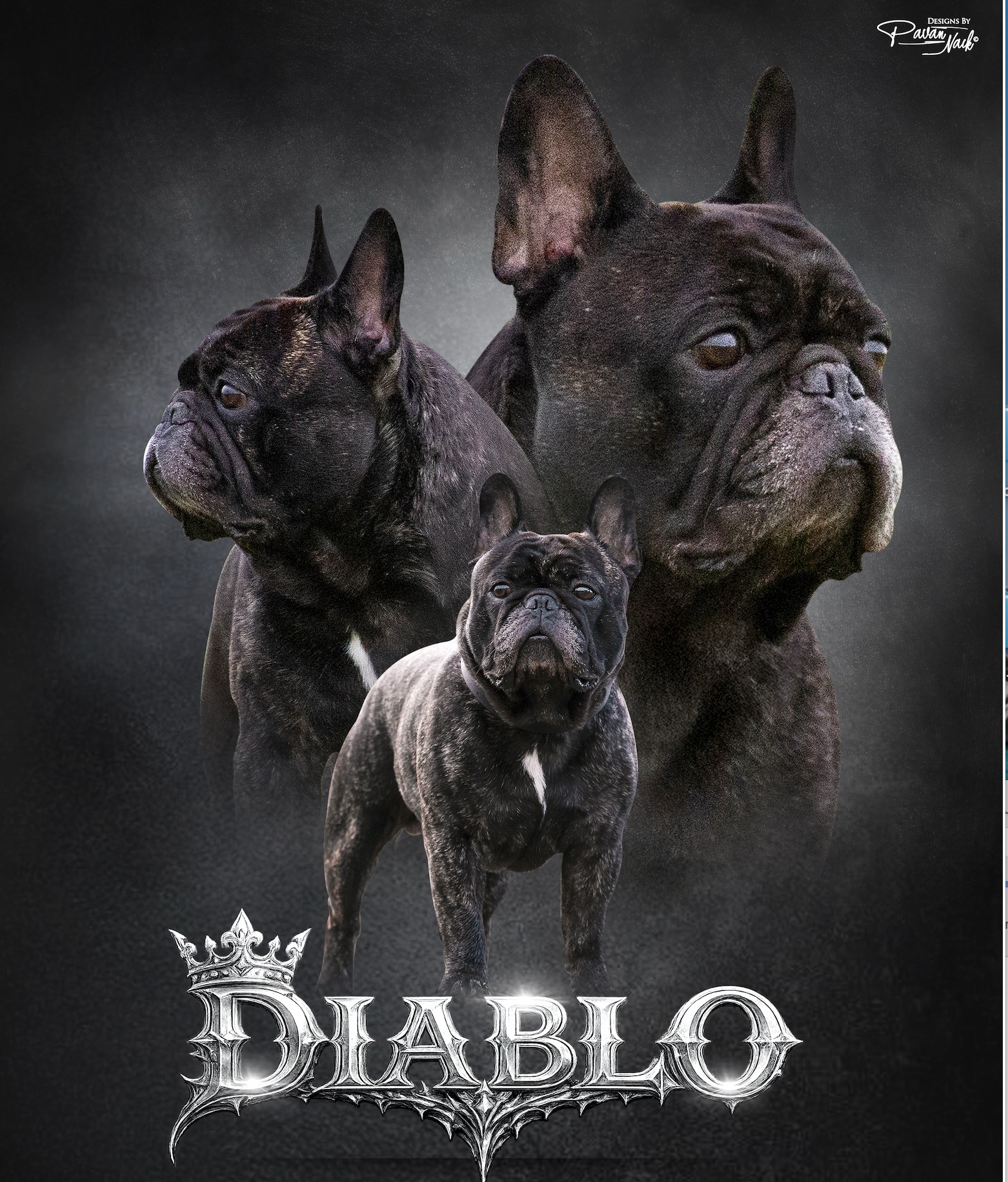 AUSTRALIAN CHAMPION Zamu Notre Reve (imp Nz) (Frozen Semen)