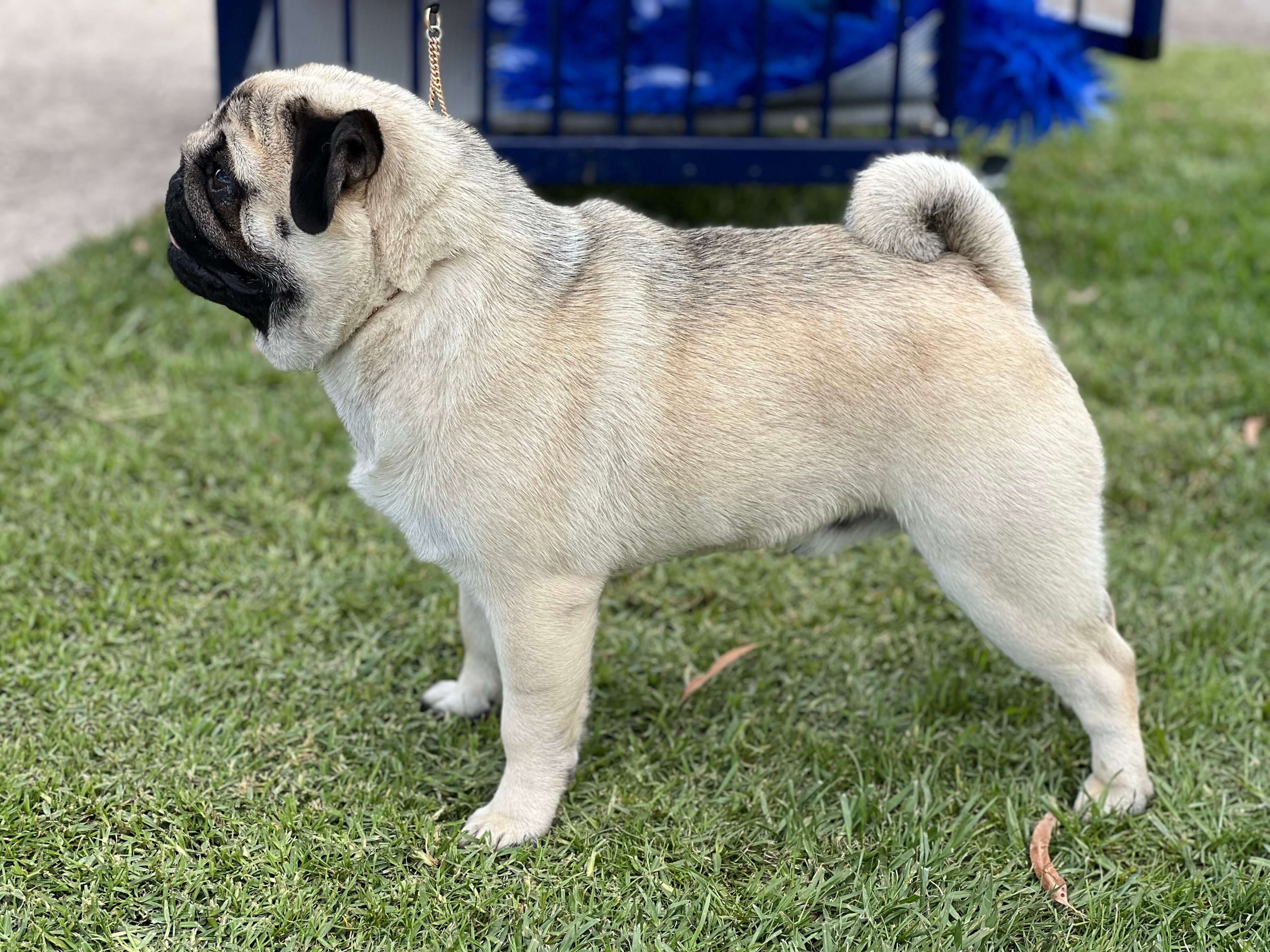Aust Ch Triseter Mopsi Wally Pug - Owned by Triseter Kennels