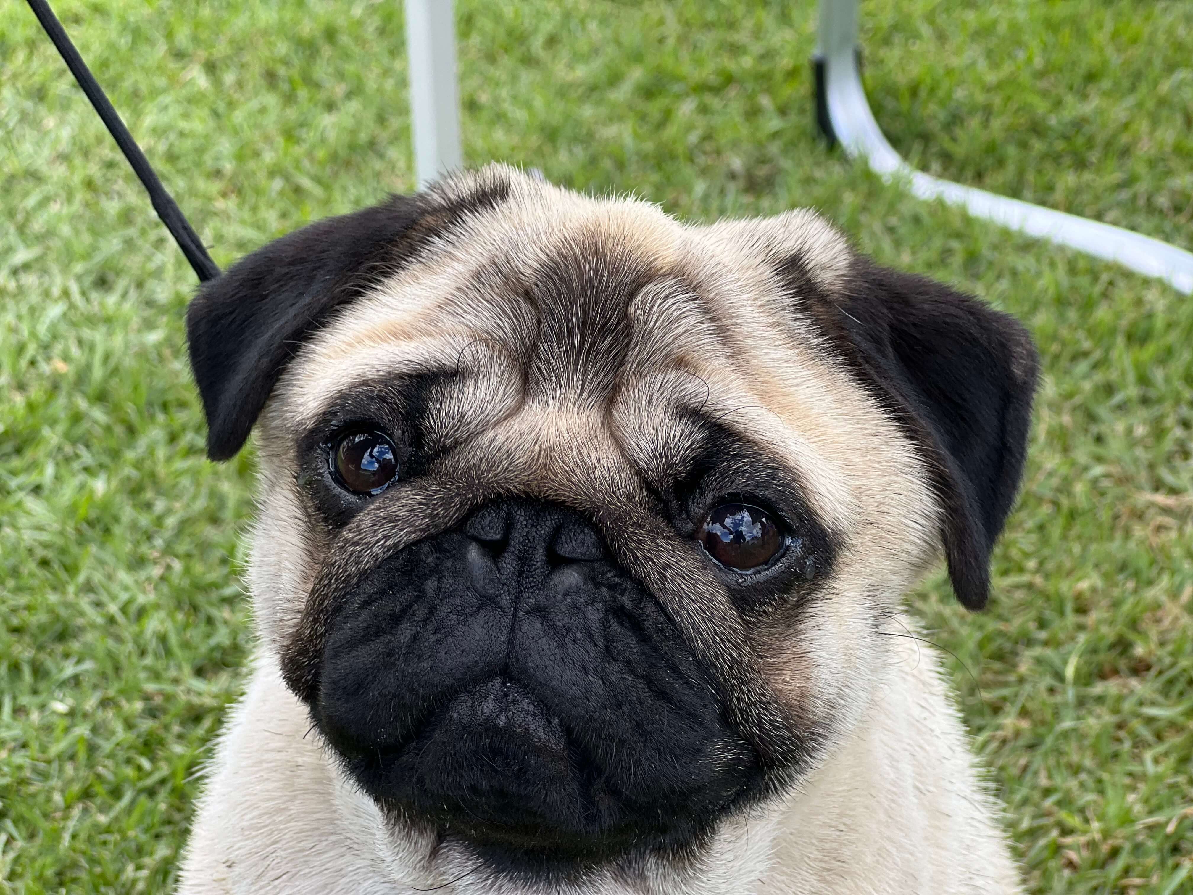 Aust Ch Triseter Mopsi Wally Pug - Owned by Triseter Kennels