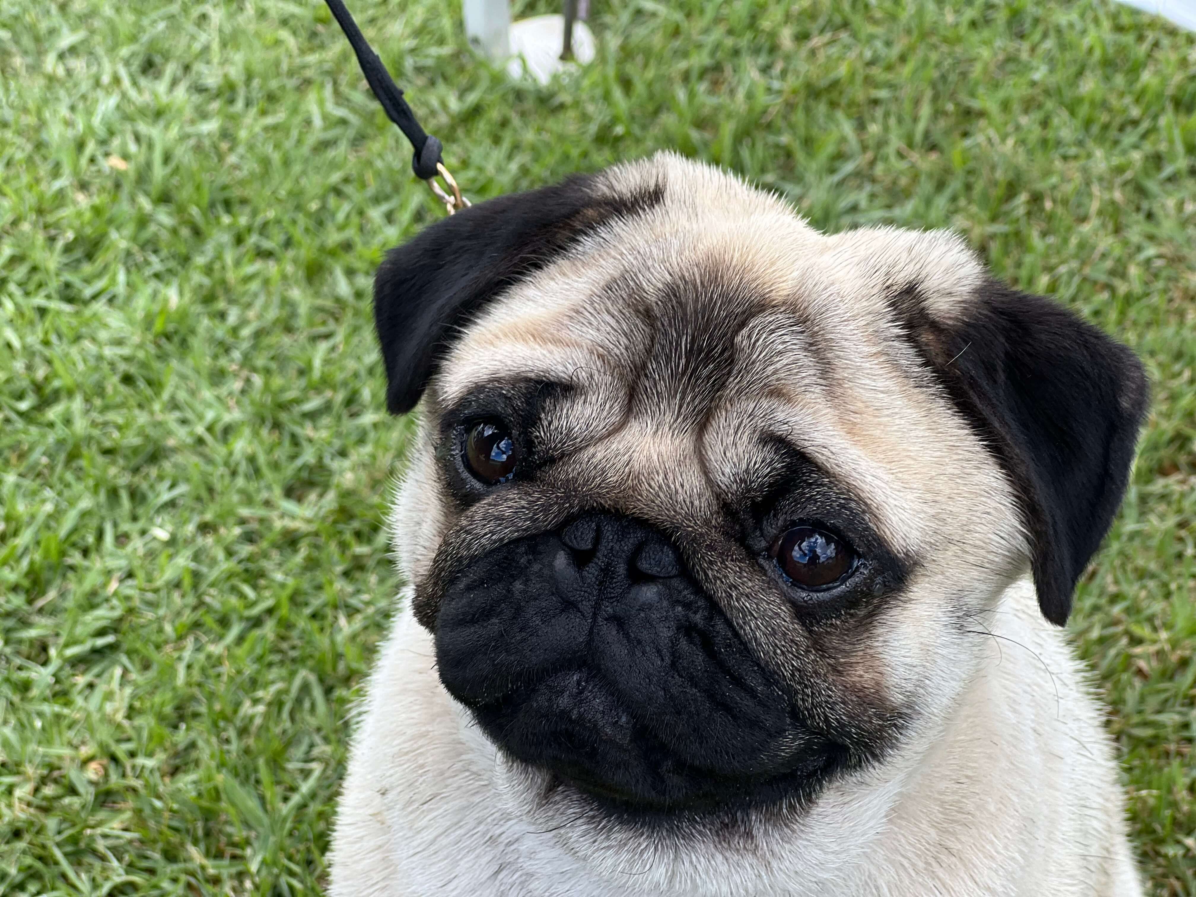 Aust Ch Triseter Mopsi Wally Pug - Owned by Triseter Kennels