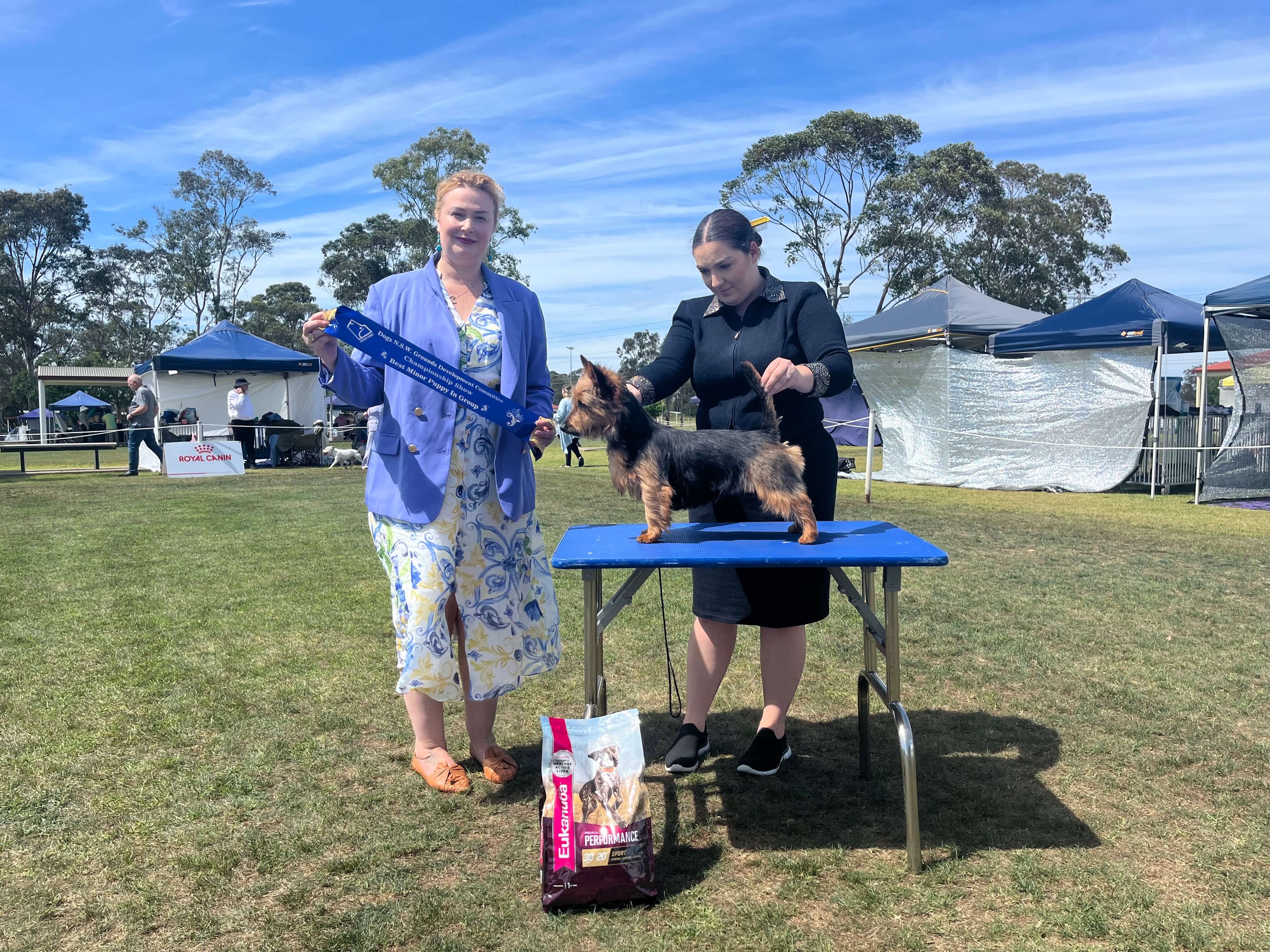 Aust Ch Newbelle Just Brew It Australian Terrier - Owned by S Gilkinson