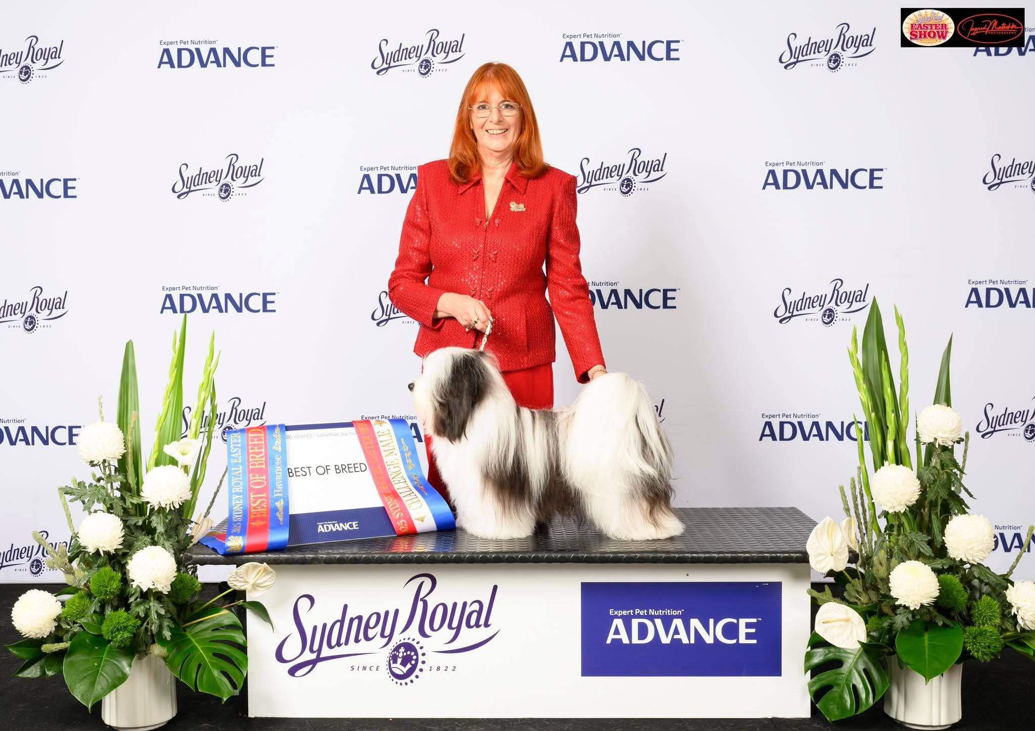Supreme Champion A2O CH CIB-J Karyme V for Victory Havanese - Owned by ...
