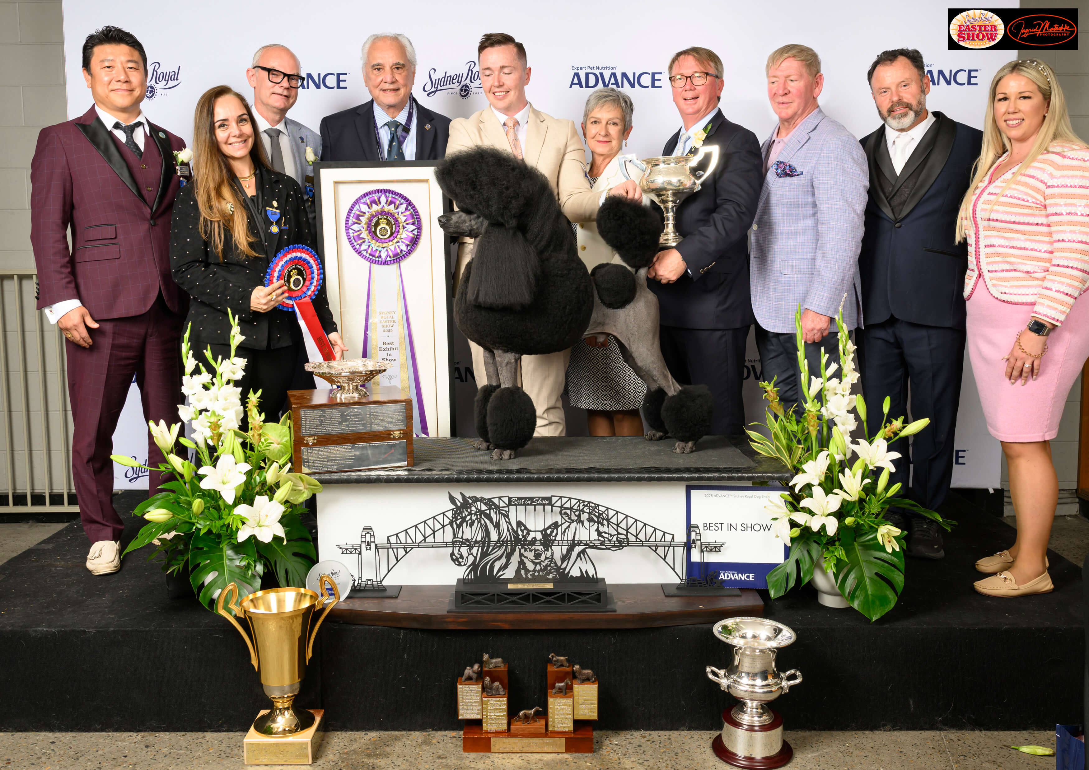 Supreme Ch Voila Raising The Stakes Poodle (Standard) - Owned by Mr L Wright & Mr J Bennett