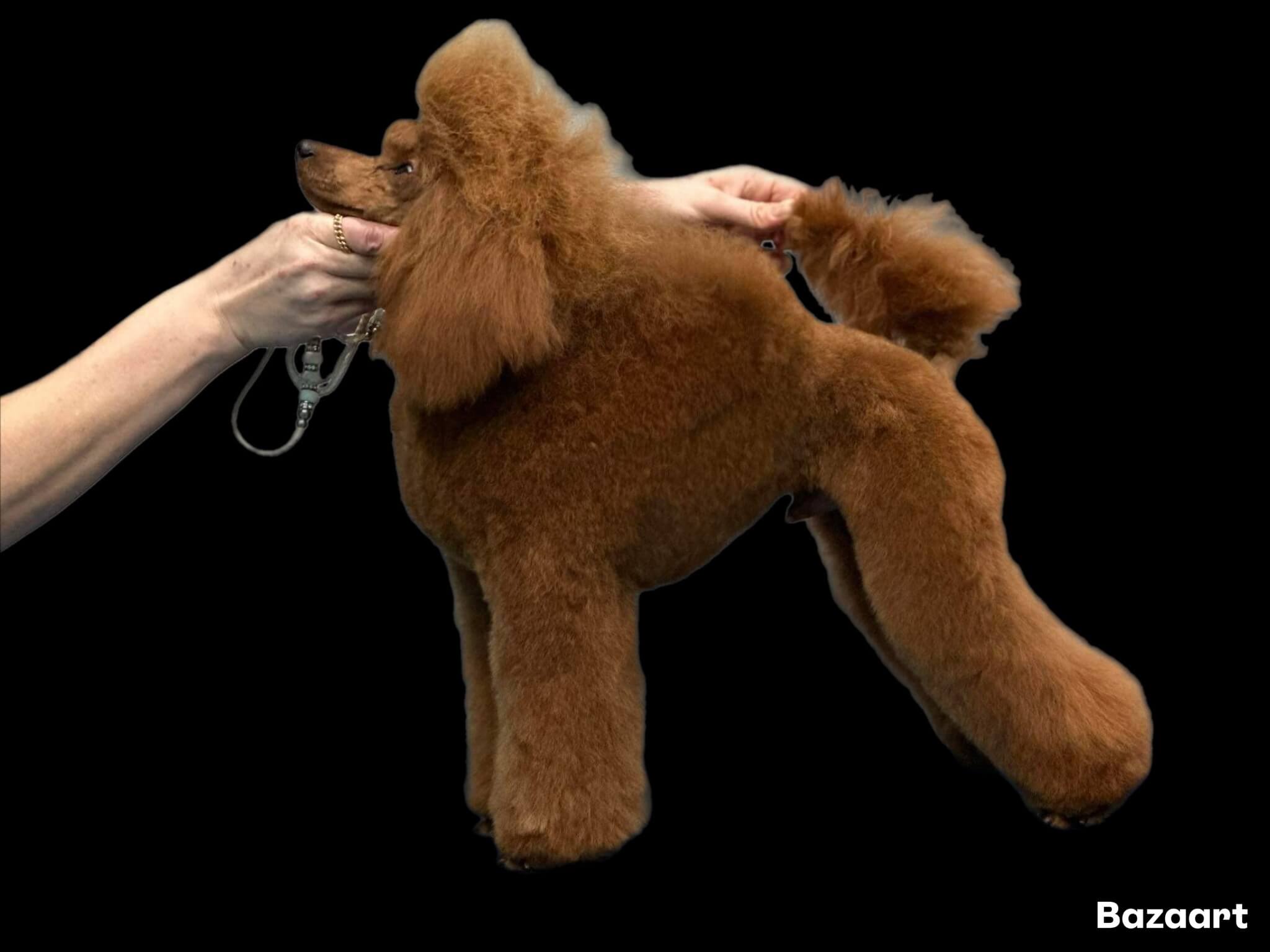 Gingerbreed Go Space Poodle (Toy) - Owned by Natalia Mozhyn