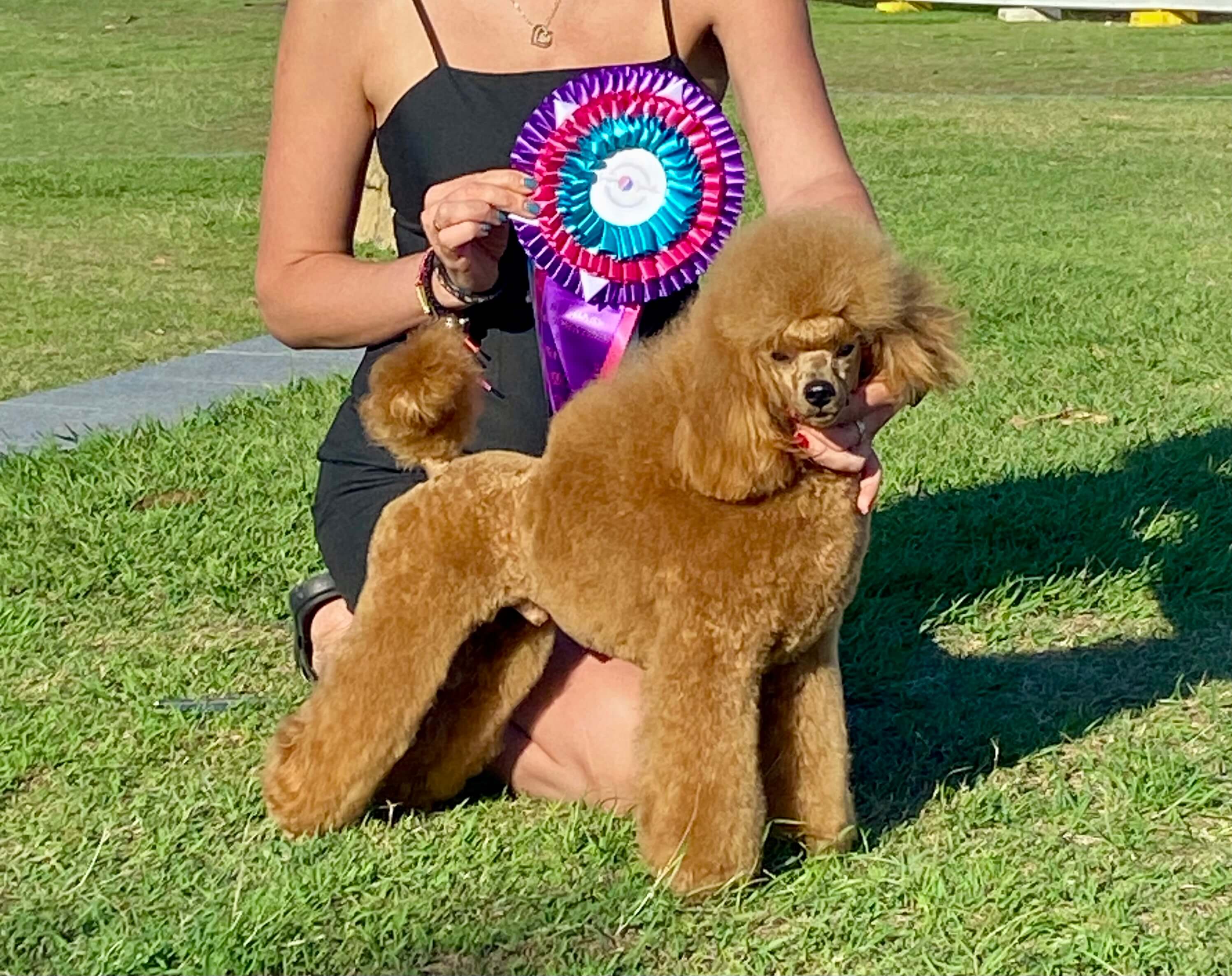 Aust.Ch. Gingerbreed Dancing Elf Poodle (Toy) - Owned by Natalia Mozhyn