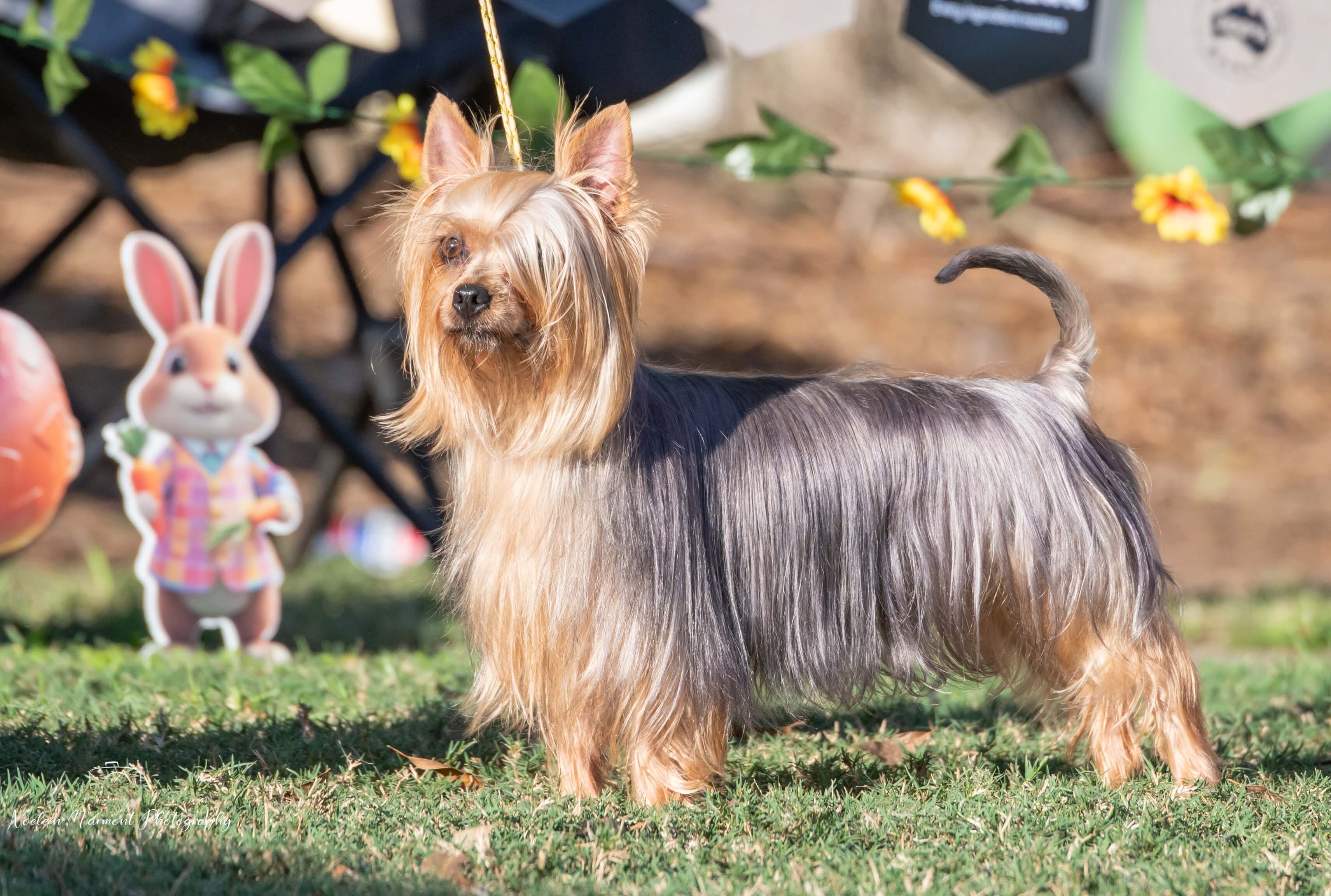 Aust Ch A2O Gr CH CIB Karlyermai Ponda Rosa Australian Silky Terrier ...